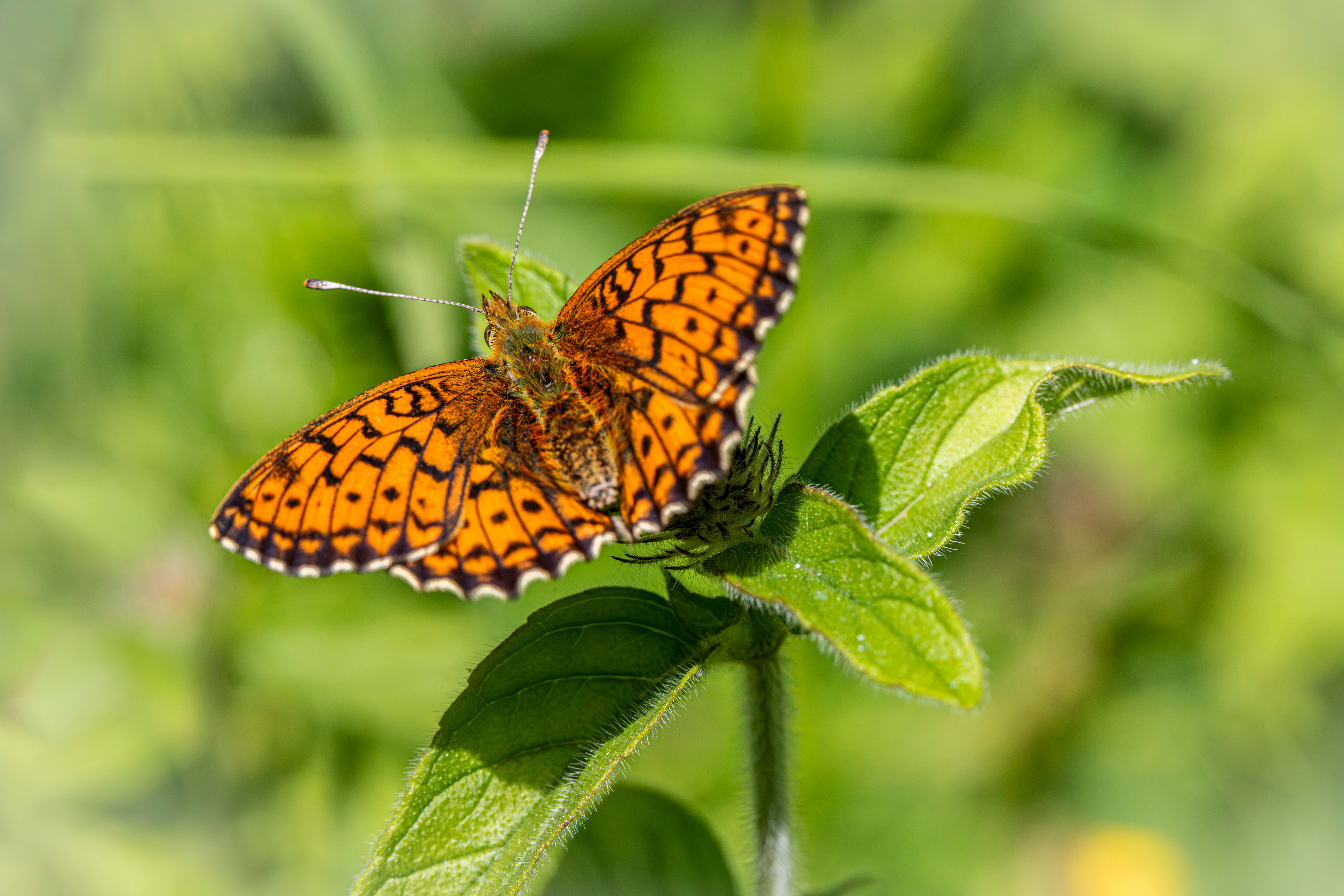 Vibrant Heath Fritillary on Leaf in Meadow · Free Stock Photo