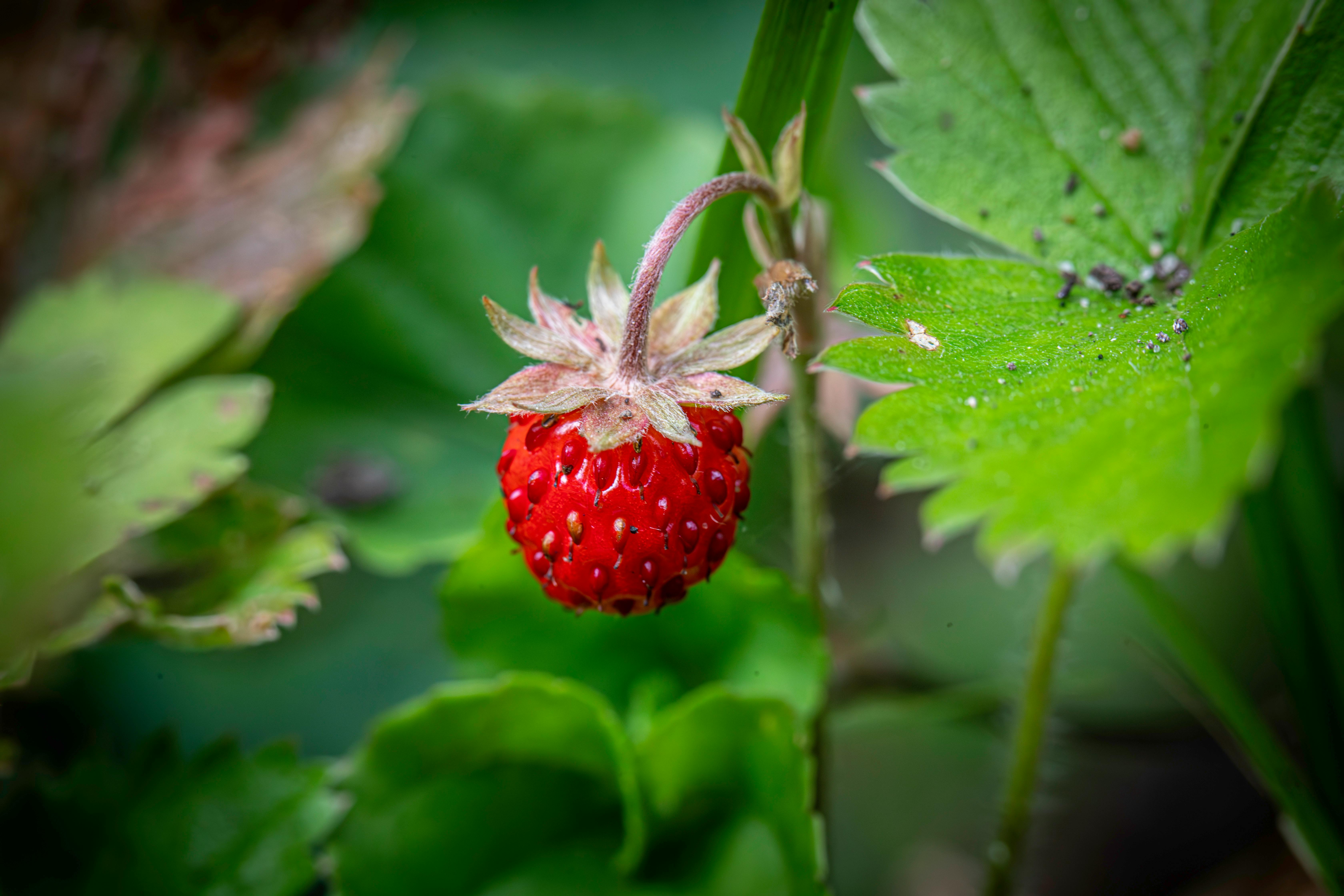 Closeup of Wild Strawberry in Natural Habitat · Free Stock Photo