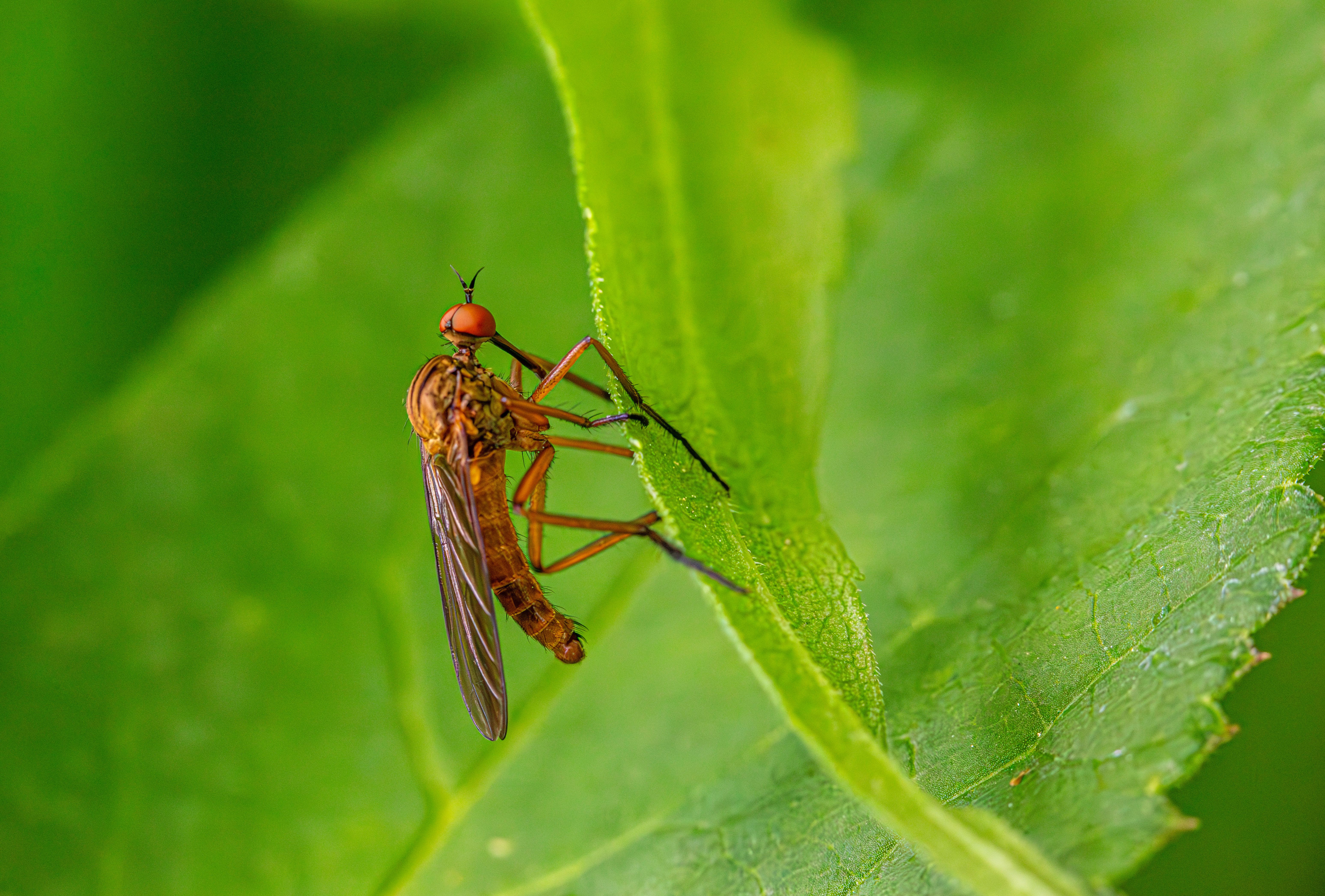 Close-Up of Dance Fly on a Green Leaf · Free Stock Photo