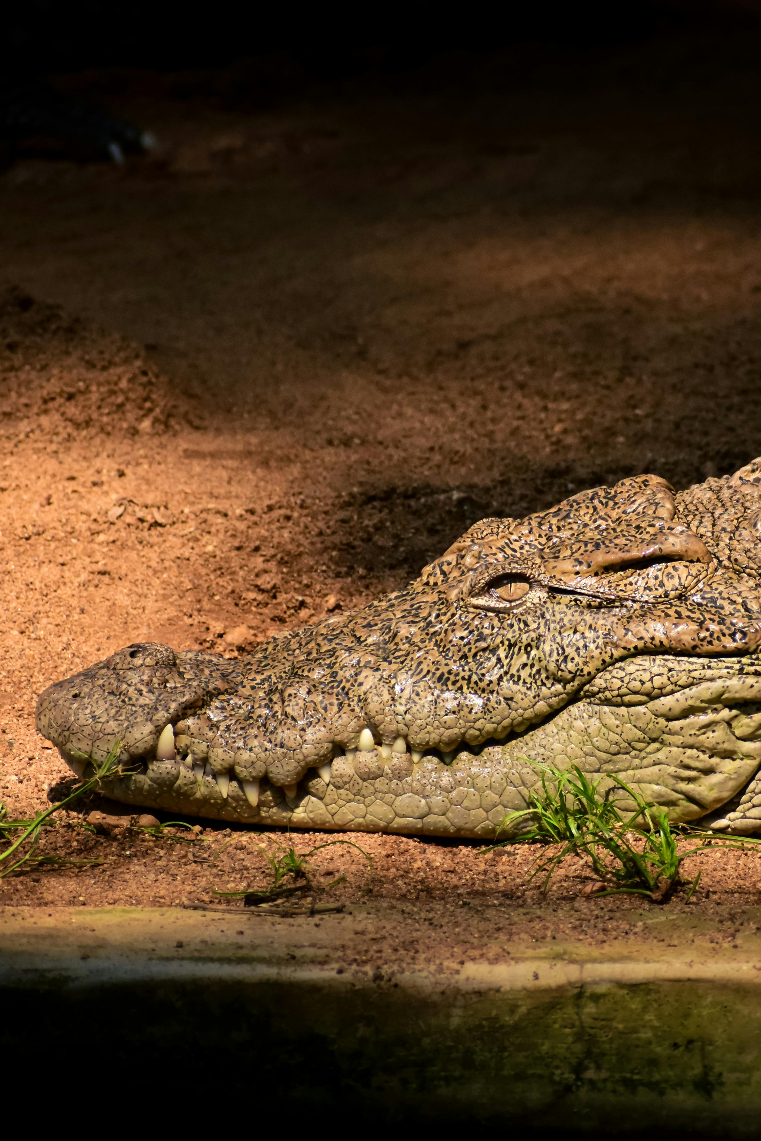 Scaly Texter Photos, Download The BEST Free Scaly Texter Stock Photos ...