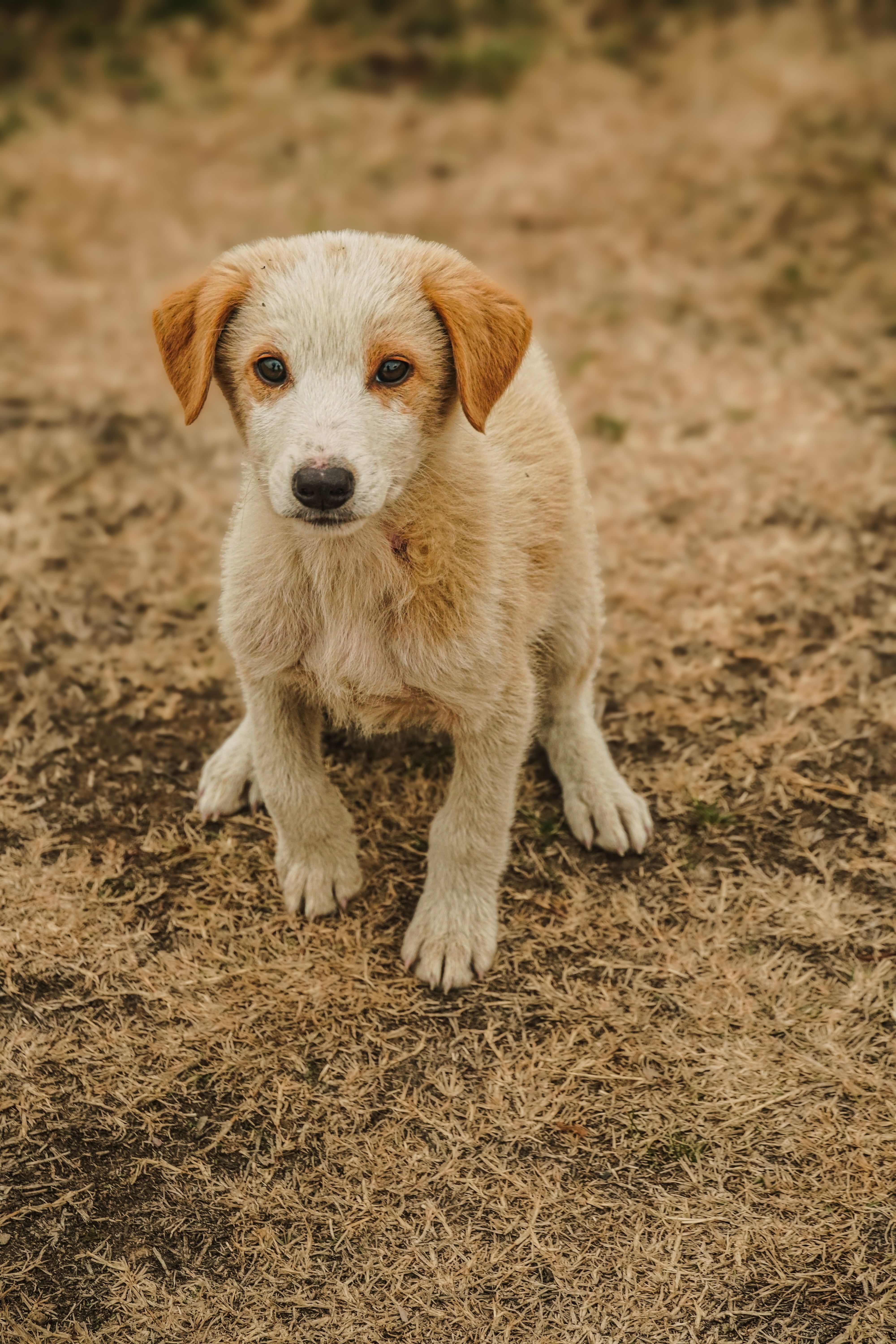 Adorable Puppy on Dry Grass Outdoors · Free Stock Photo