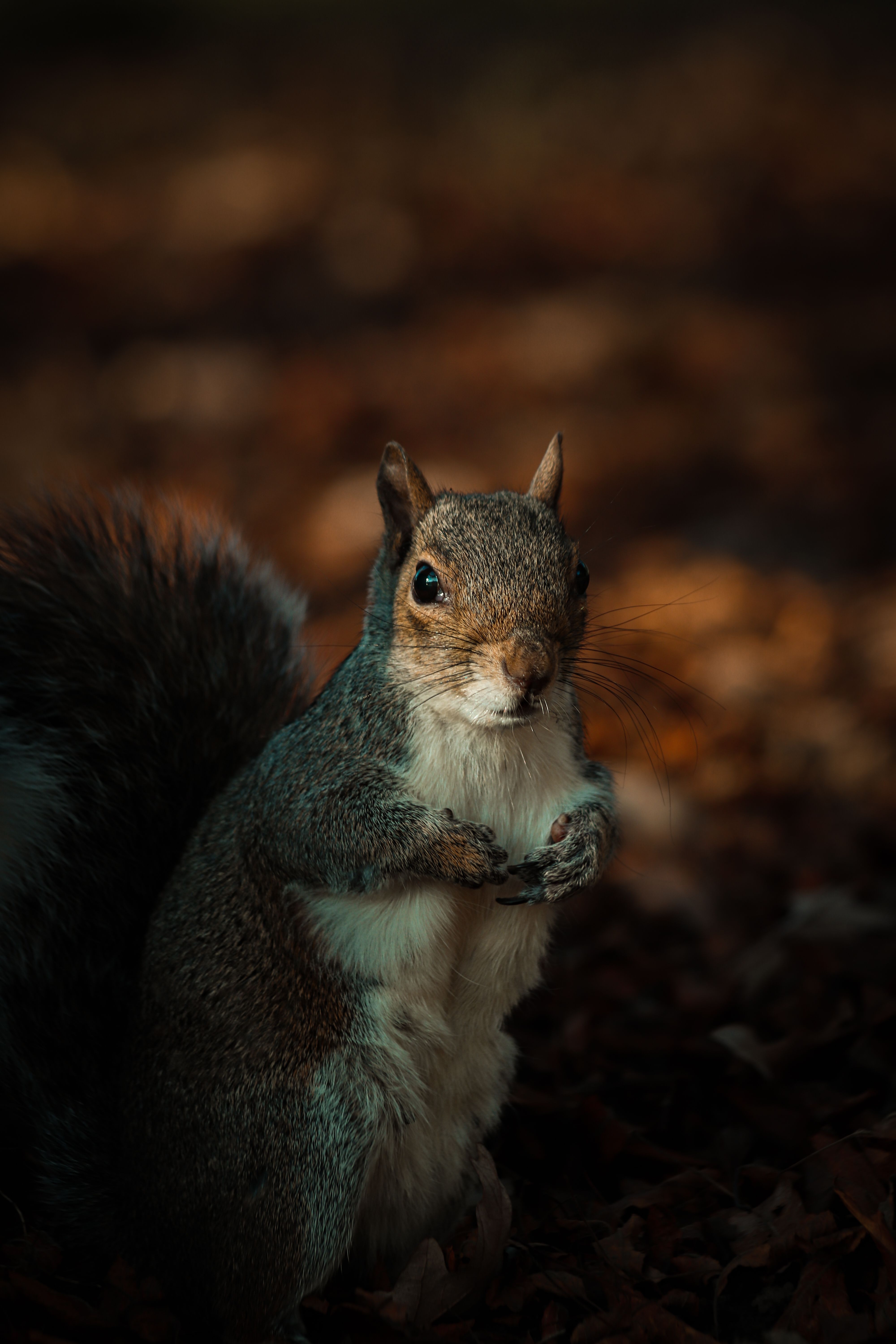 Charmant écureuil Dans Un Décor De Forêt D'automne · Photo gratuite
