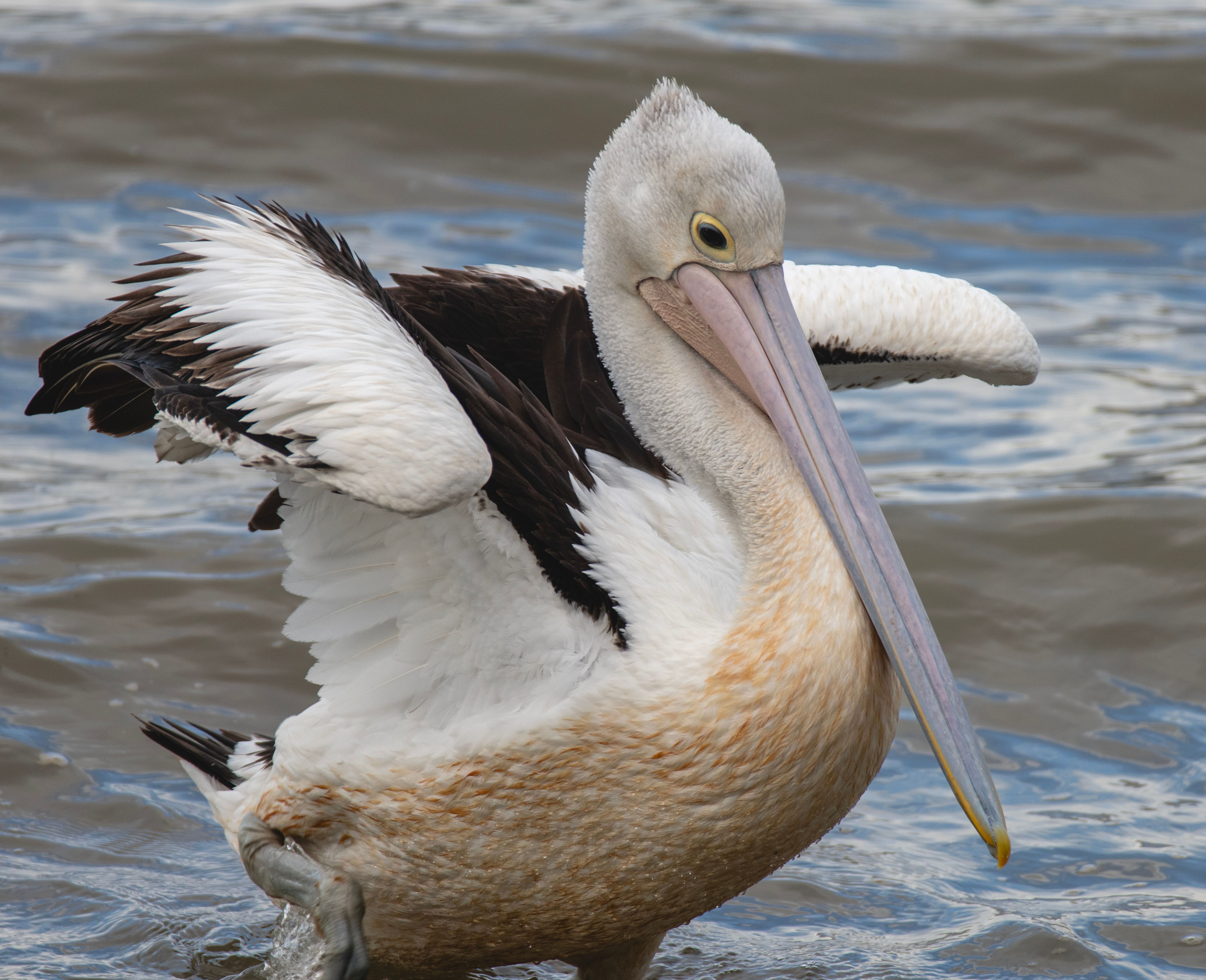 Pelican Photos, Download The BEST Free Pelican Stock Photos & HD Images