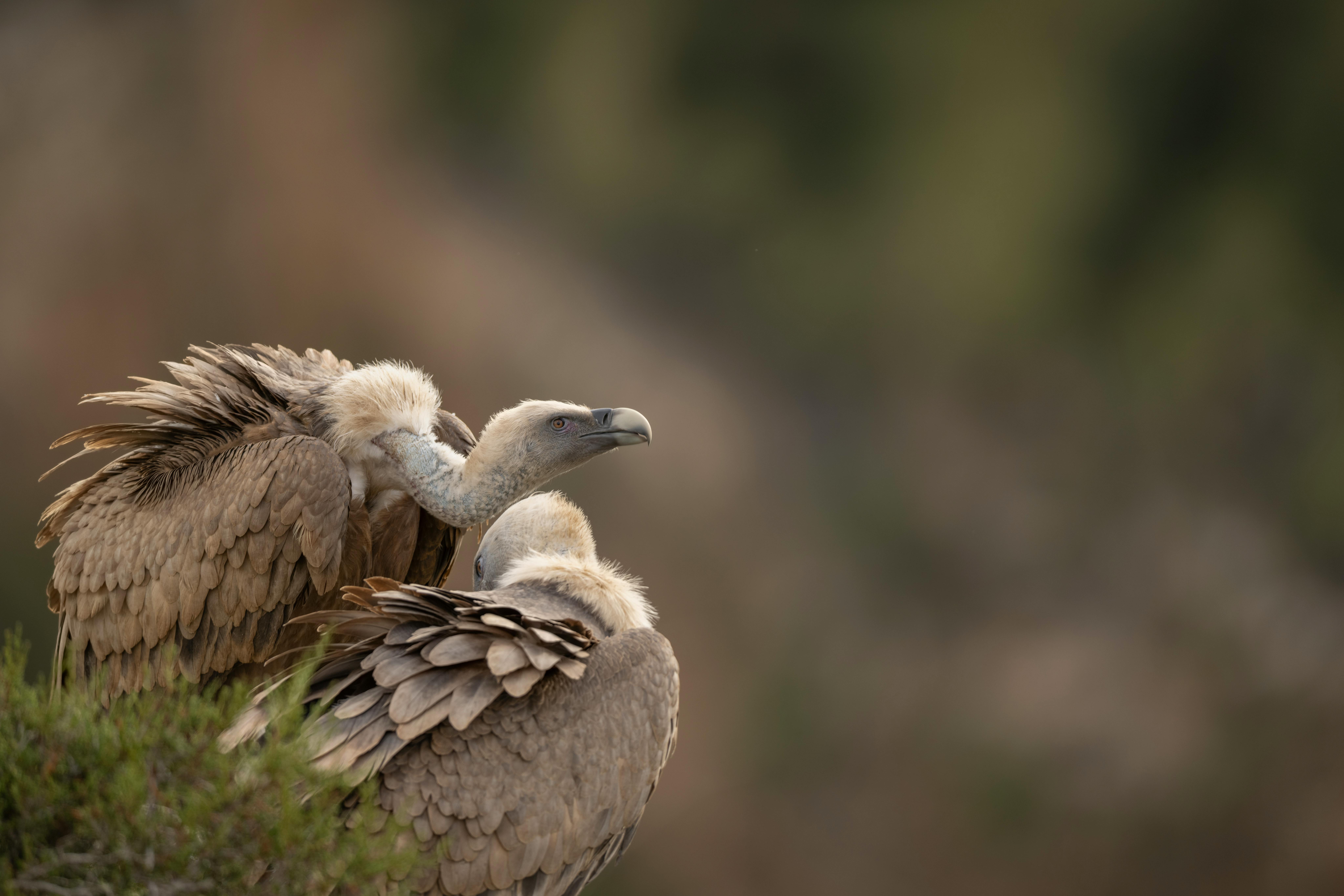 Close-up of Griffon Vultures in Natural Habitat · Free Stock Photo