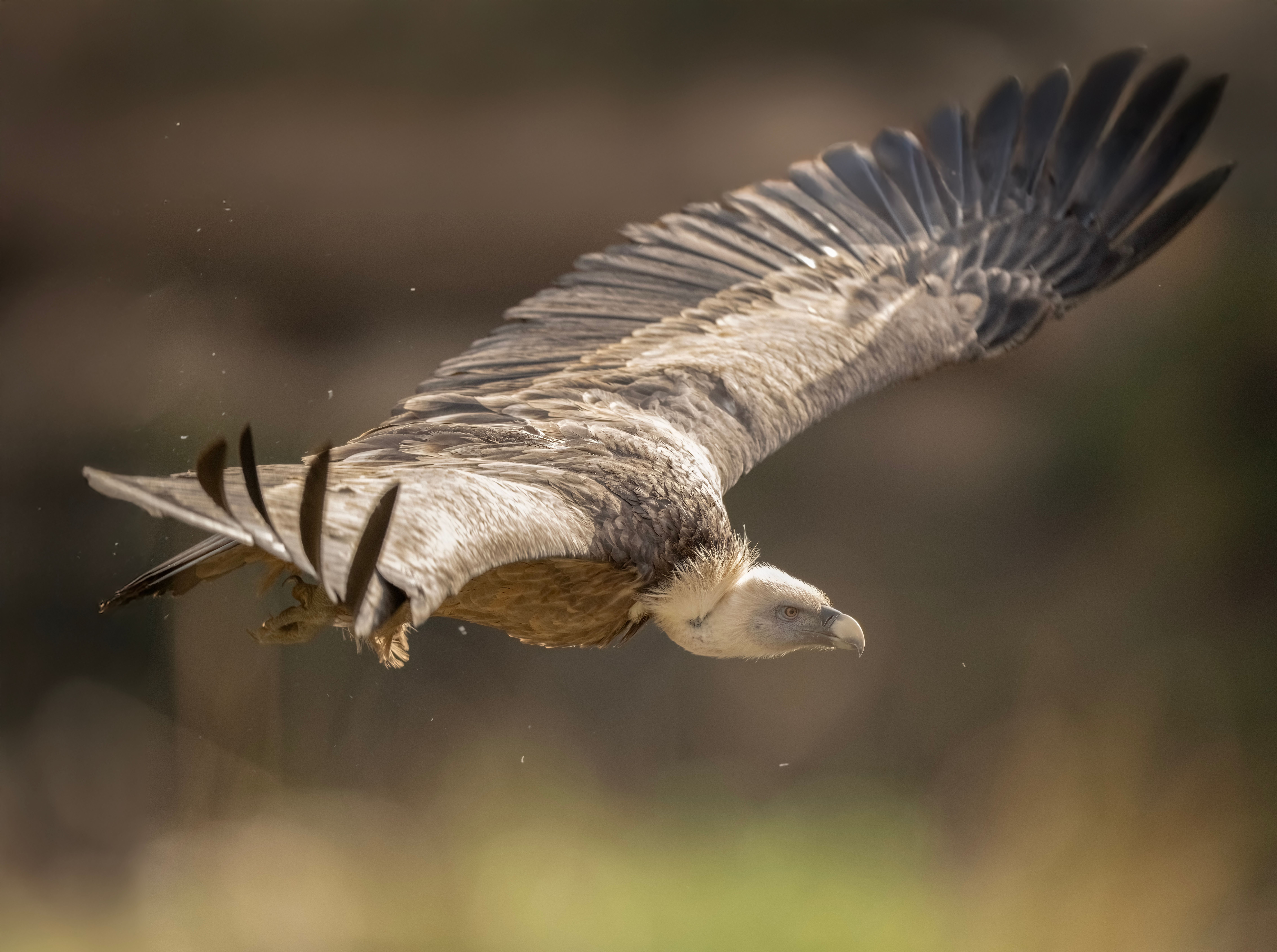 Majestic Griffon Vulture Soaring in Flight · Free Stock Photo