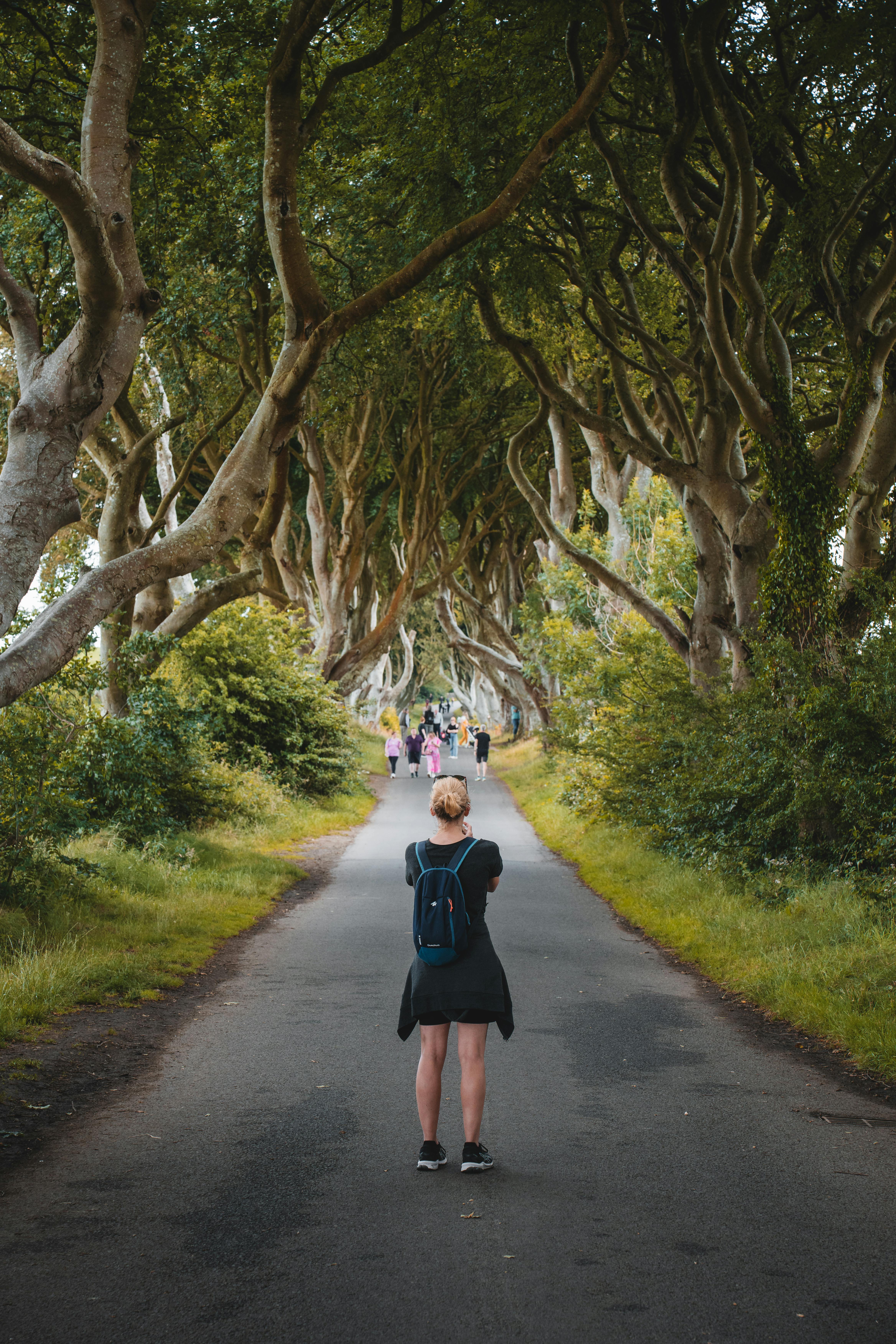 Enchanted Dark Hedges of Ballymoney, Northern Ireland · Free Stock Photo