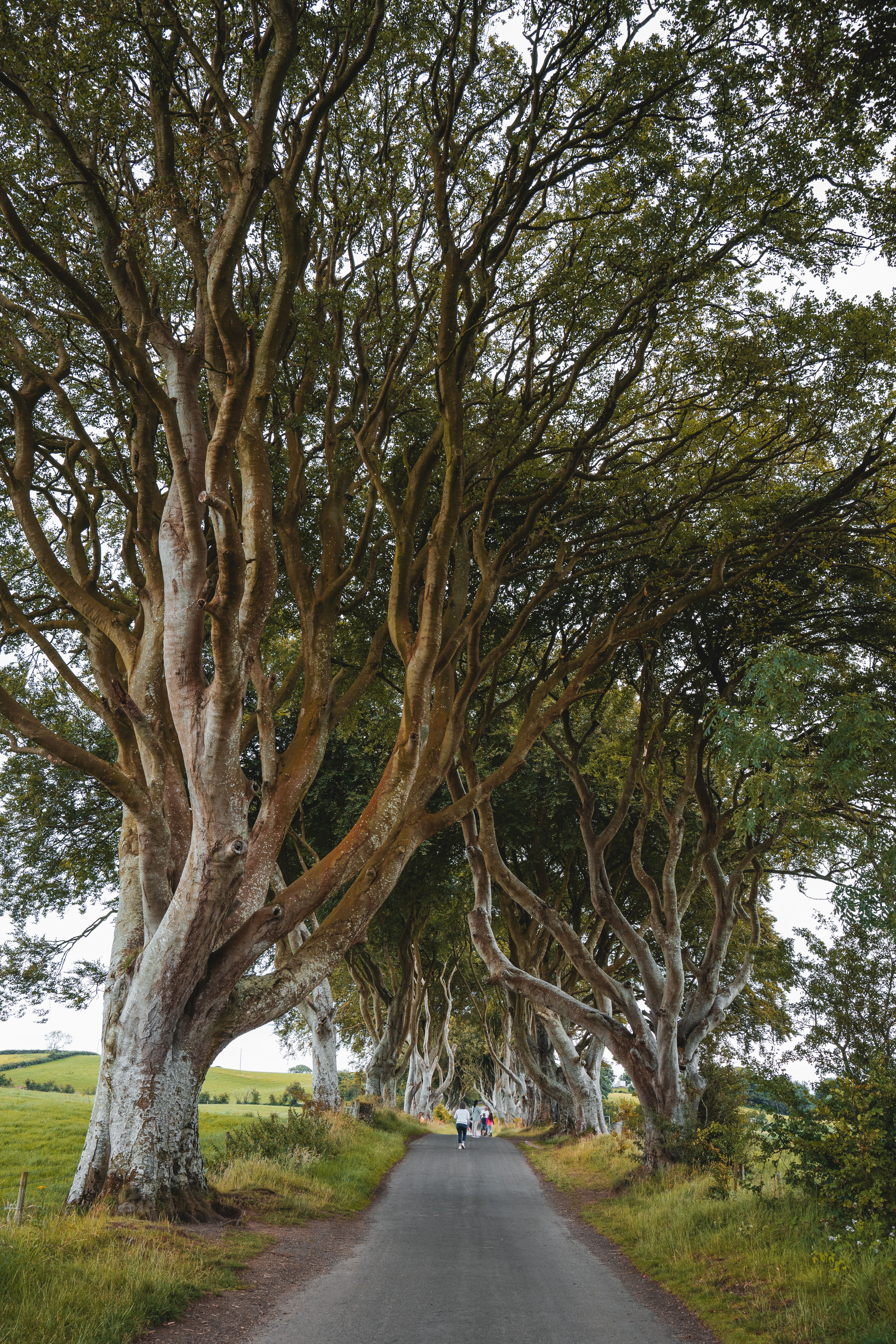 Majestic Beech Trees Lining Road in Northern Ireland · Free Stock Photo