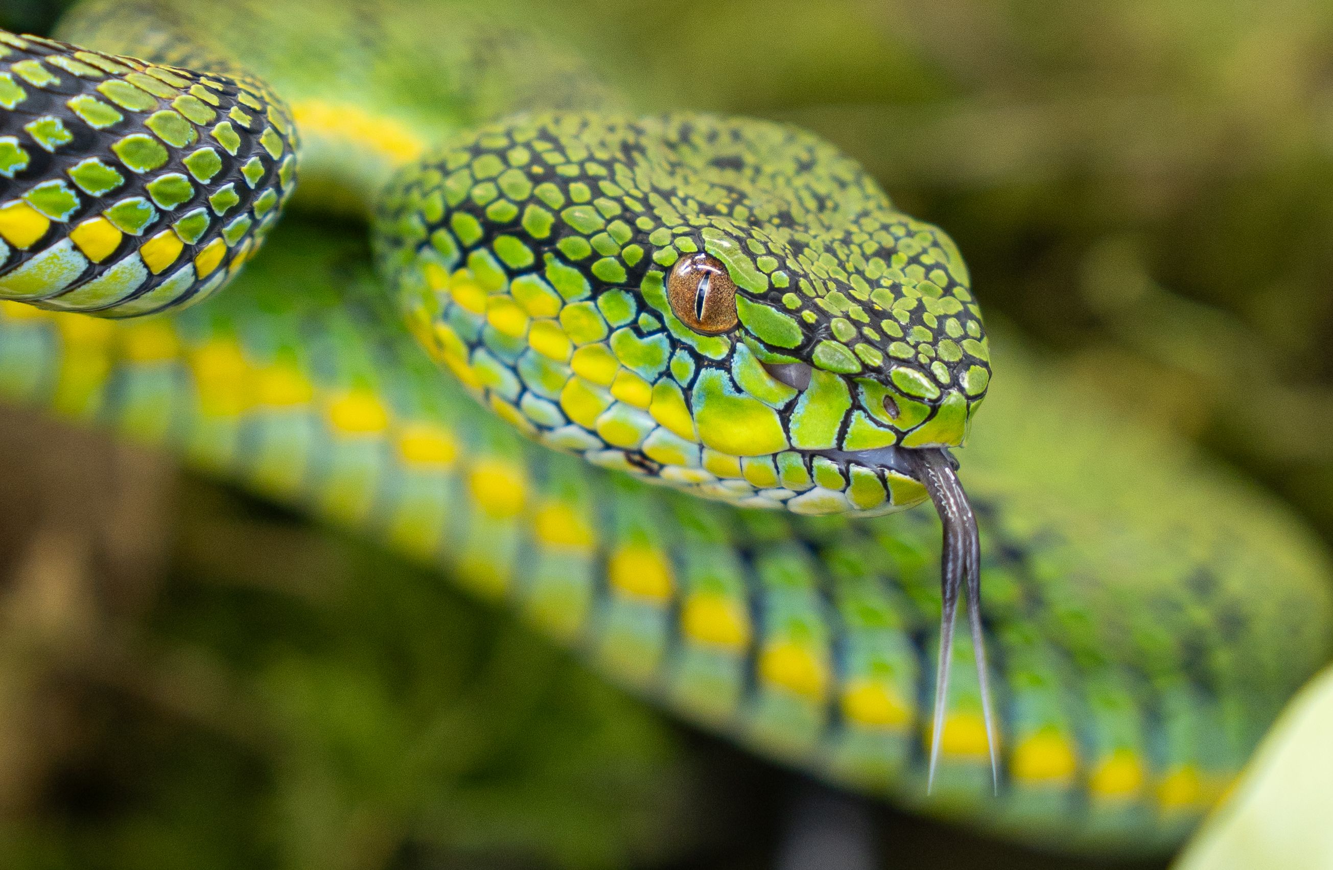 Primer Plano De Una Serpiente Verde Vibrante En Su Hábitat Natural ...