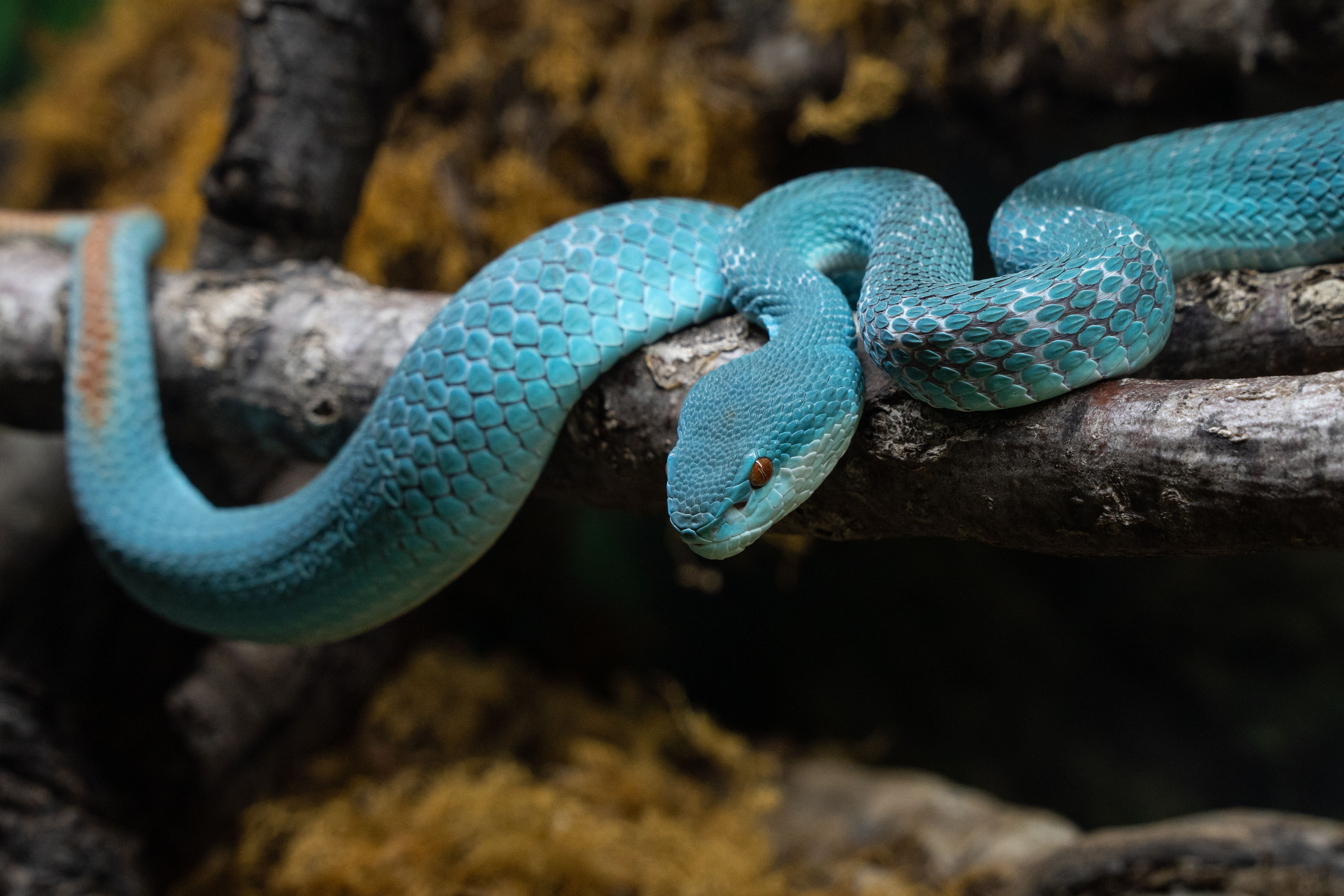 Close-Up of a Blue Viper on a Branch · Free Stock Photo