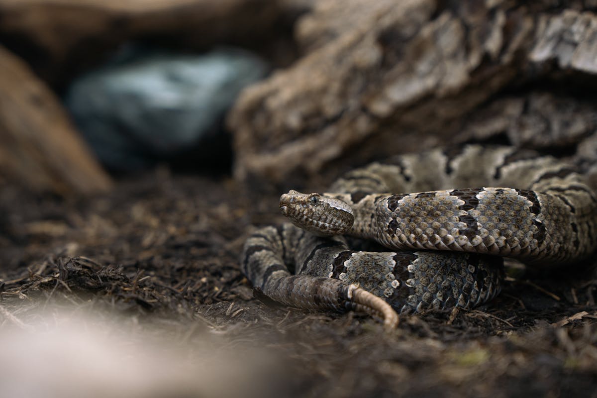 Rattlesnake Photos, Download The BEST Free Rattlesnake Stock Photos ...