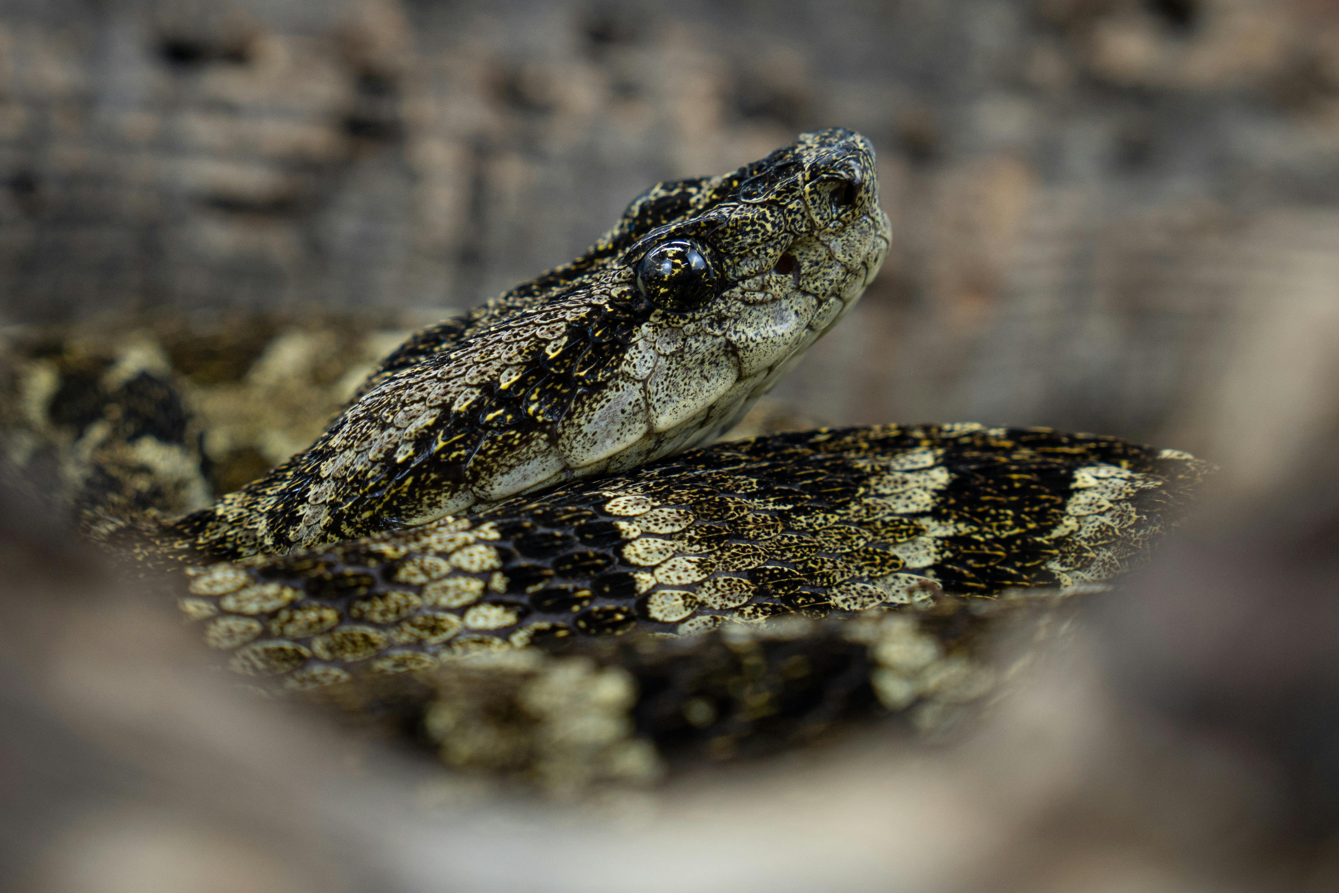 Close-Up of a Viper in Natural Habitat · Free Stock Photo