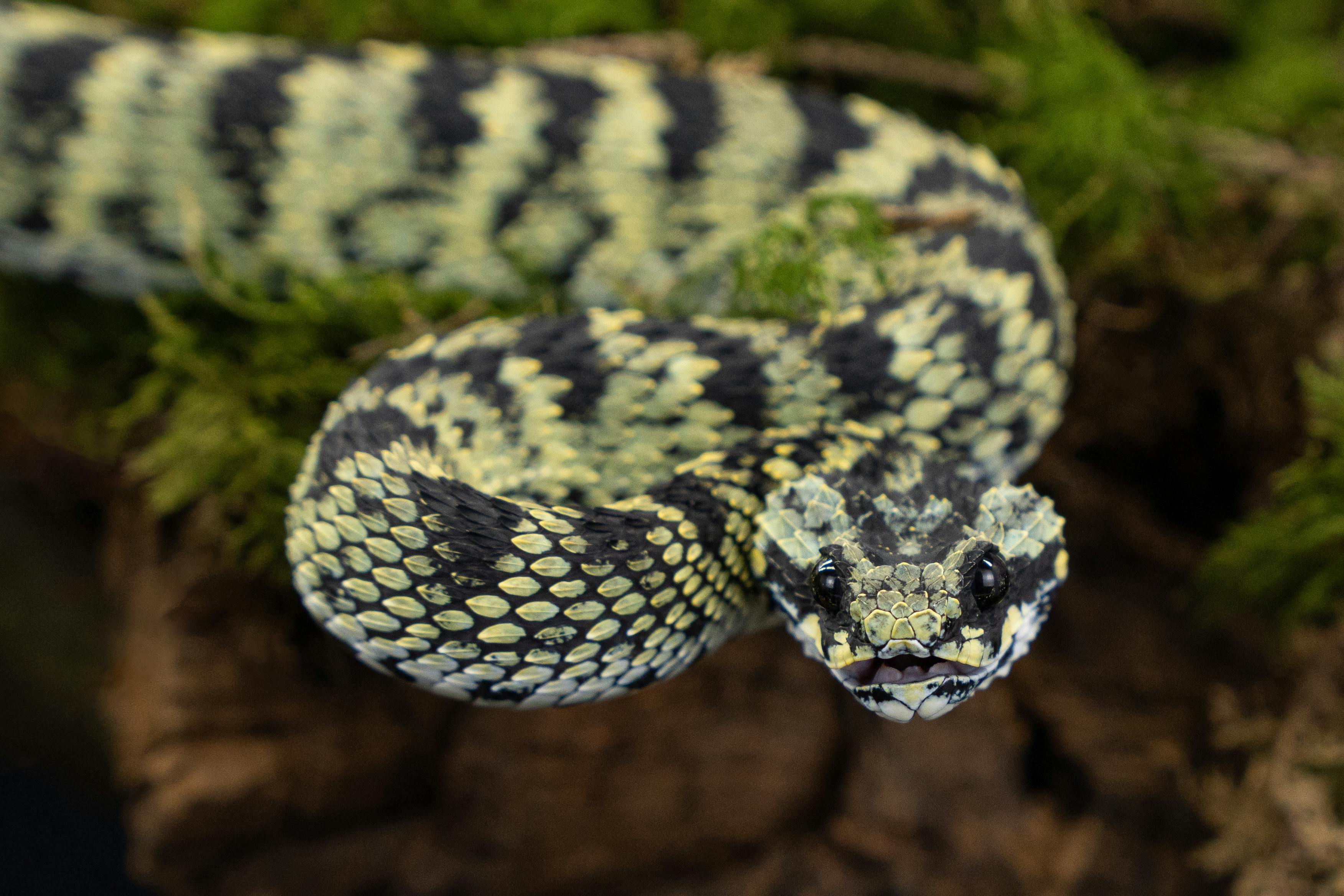 Snakes in Vietnam: Meet Common Species & Habitats