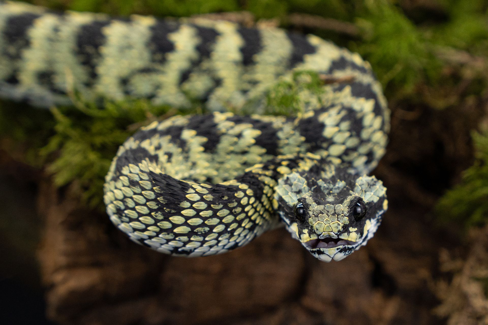 Snakes in Vietnam: Meet Common Species & Habitats