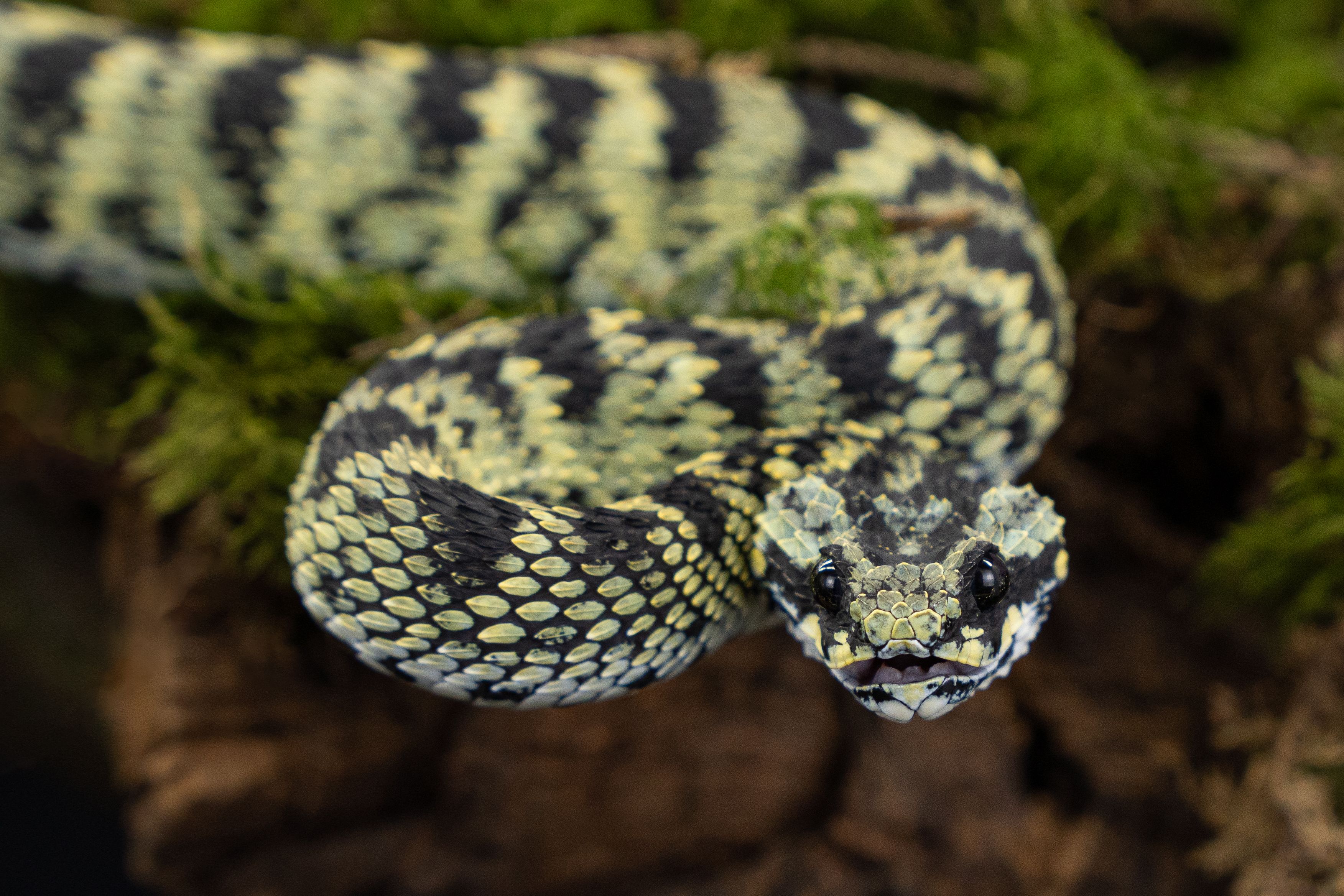 Close-up of a Vivid Green Viper on Forest Floor · Free Stock Photo