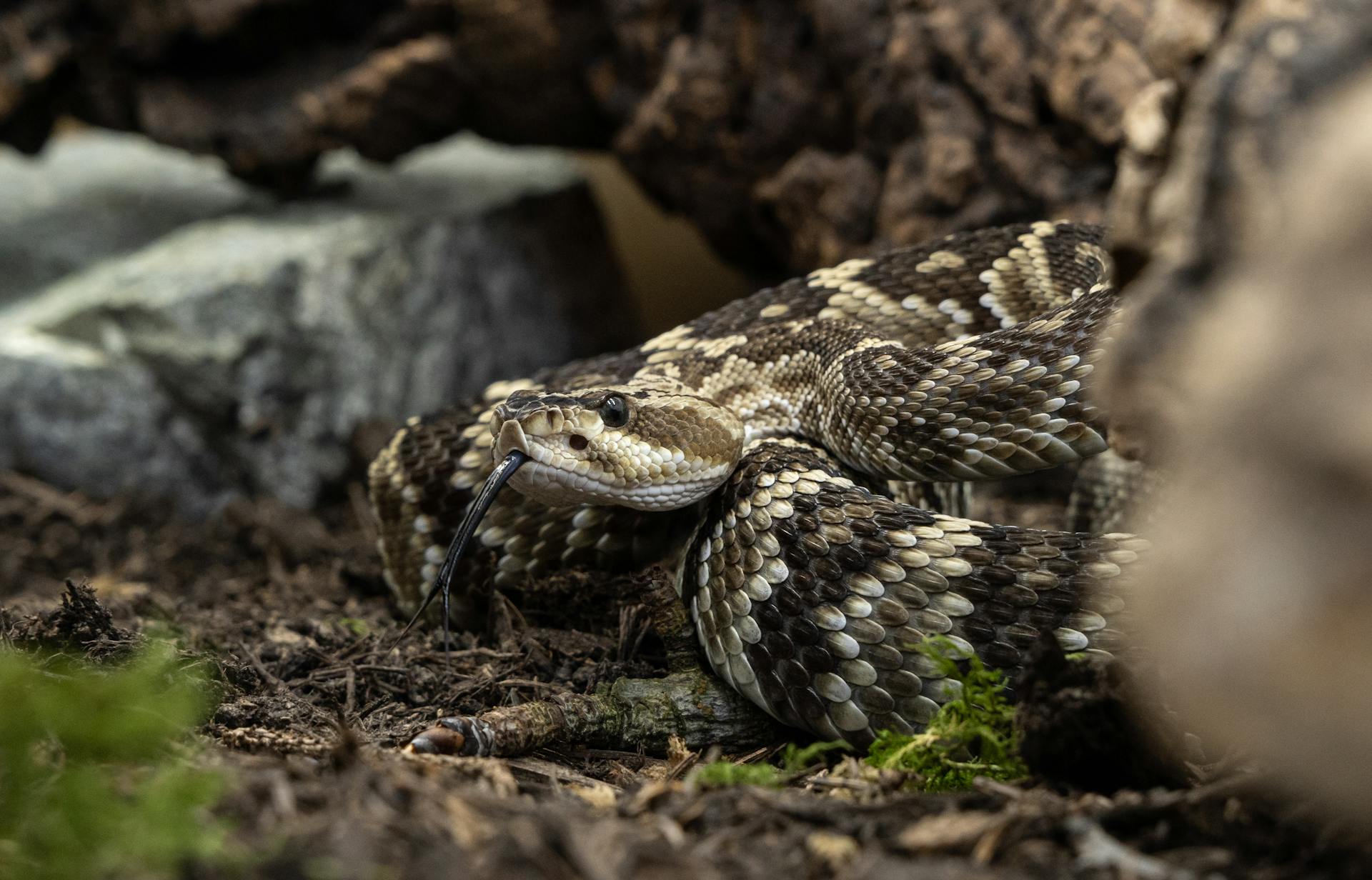What do western rattlesnakes eat in wild and captivity?