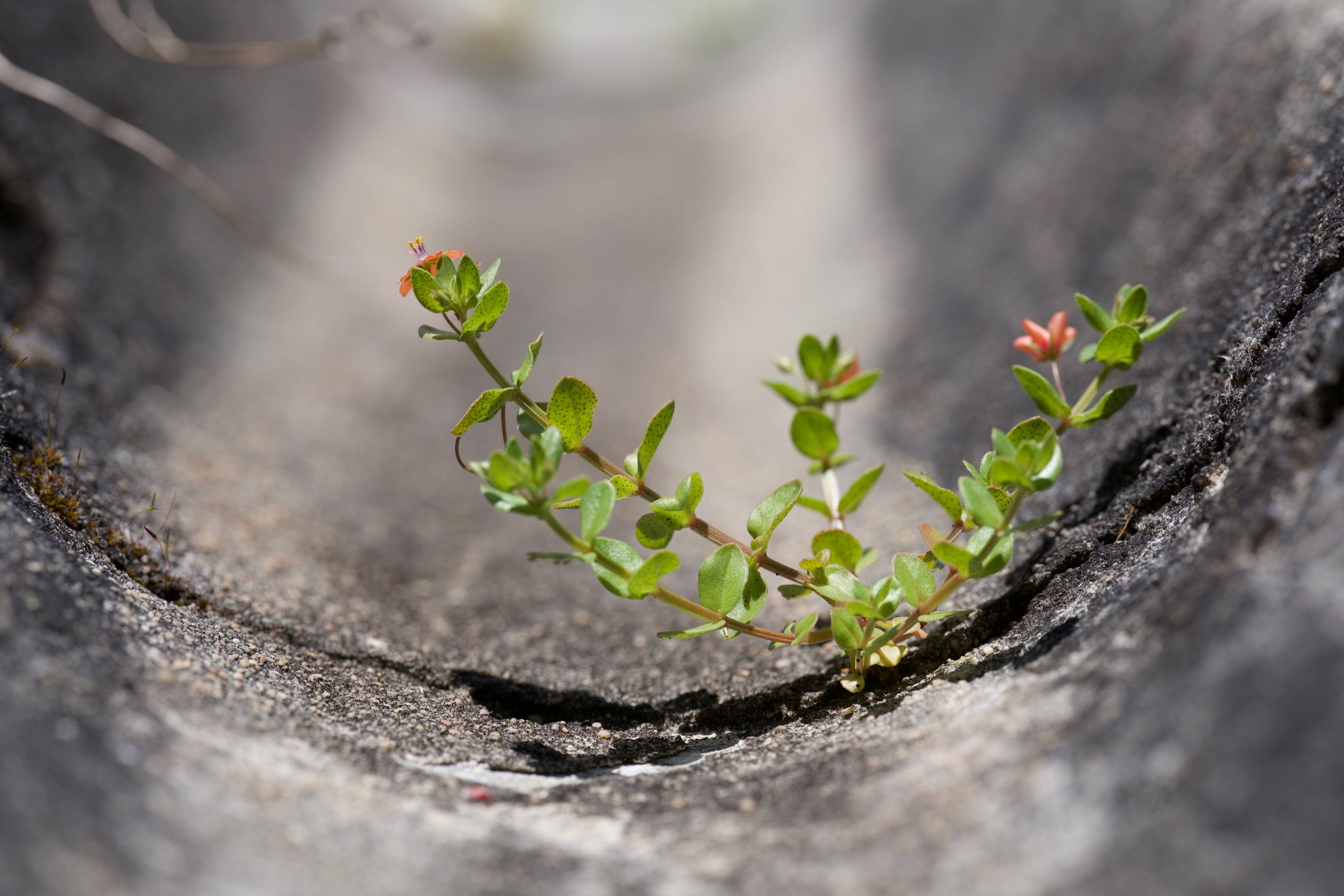 Plants Fighting To Survive Photos, Download The BEST Free Plants ...