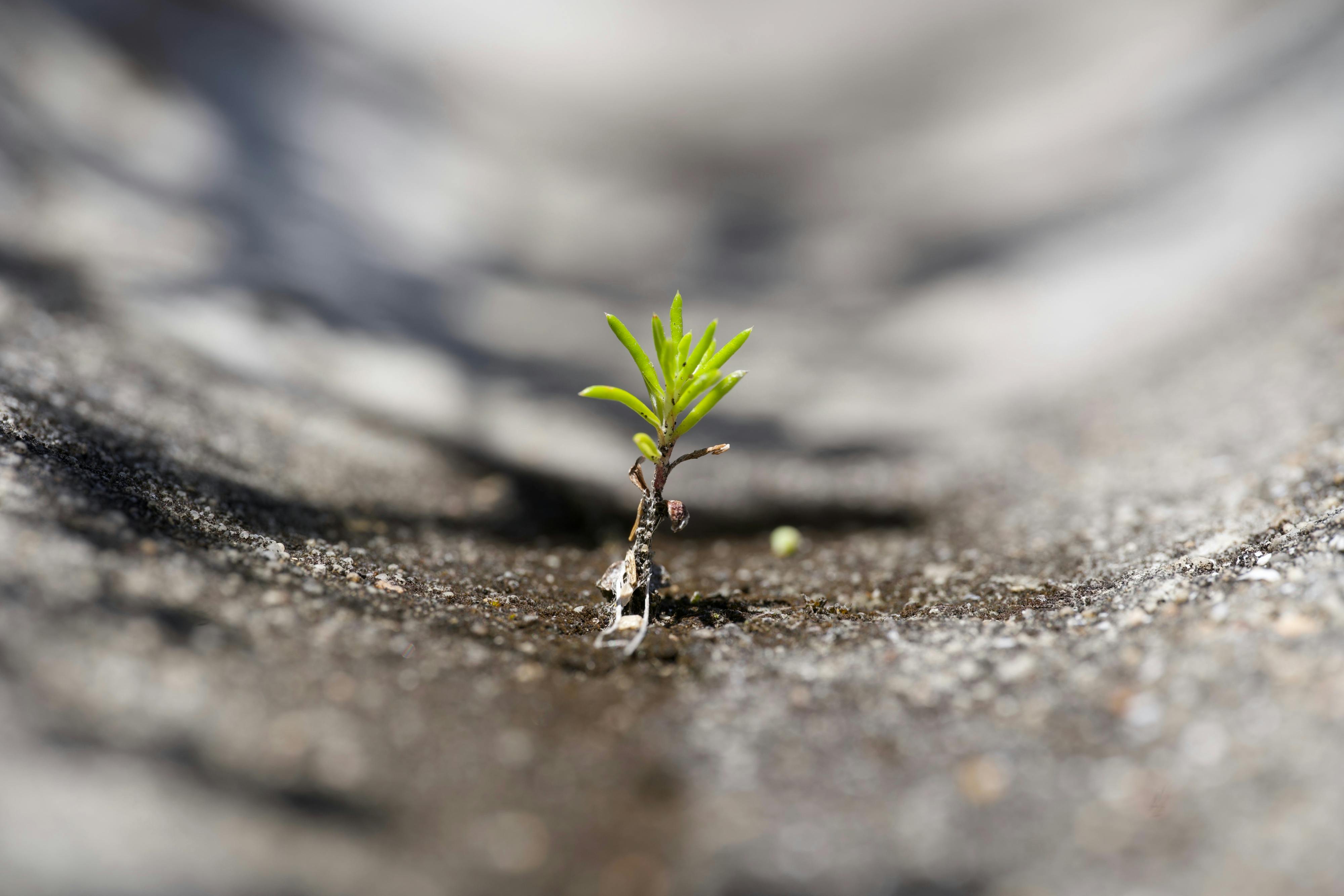 Green sprout growing through concrete crack outdoors · Free Stock Photo