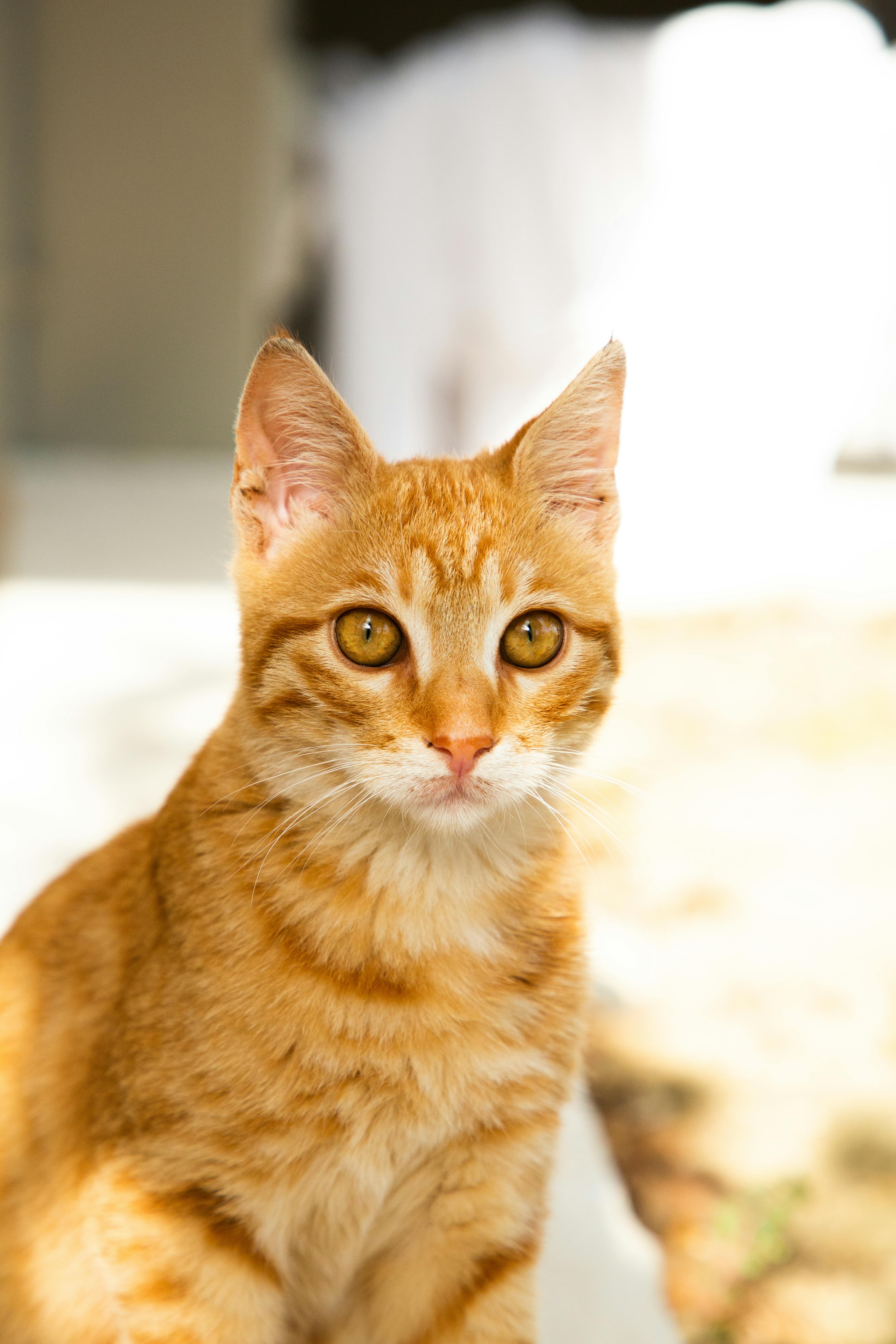 Cat Images Photos, Download The BEST Free Cat Images Stock Photos & HD ...