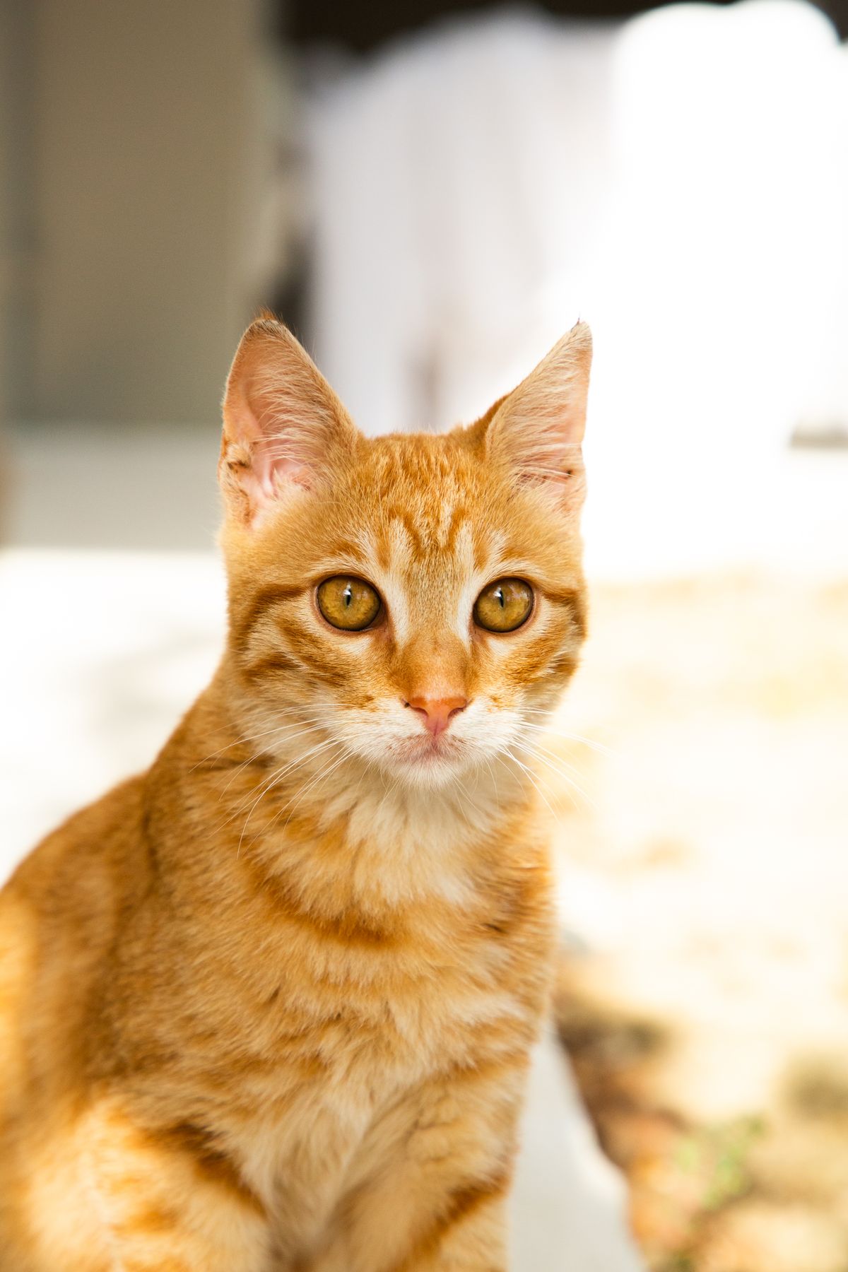 Cat Images Photos, Download The BEST Free Cat Images Stock Photos & HD ...