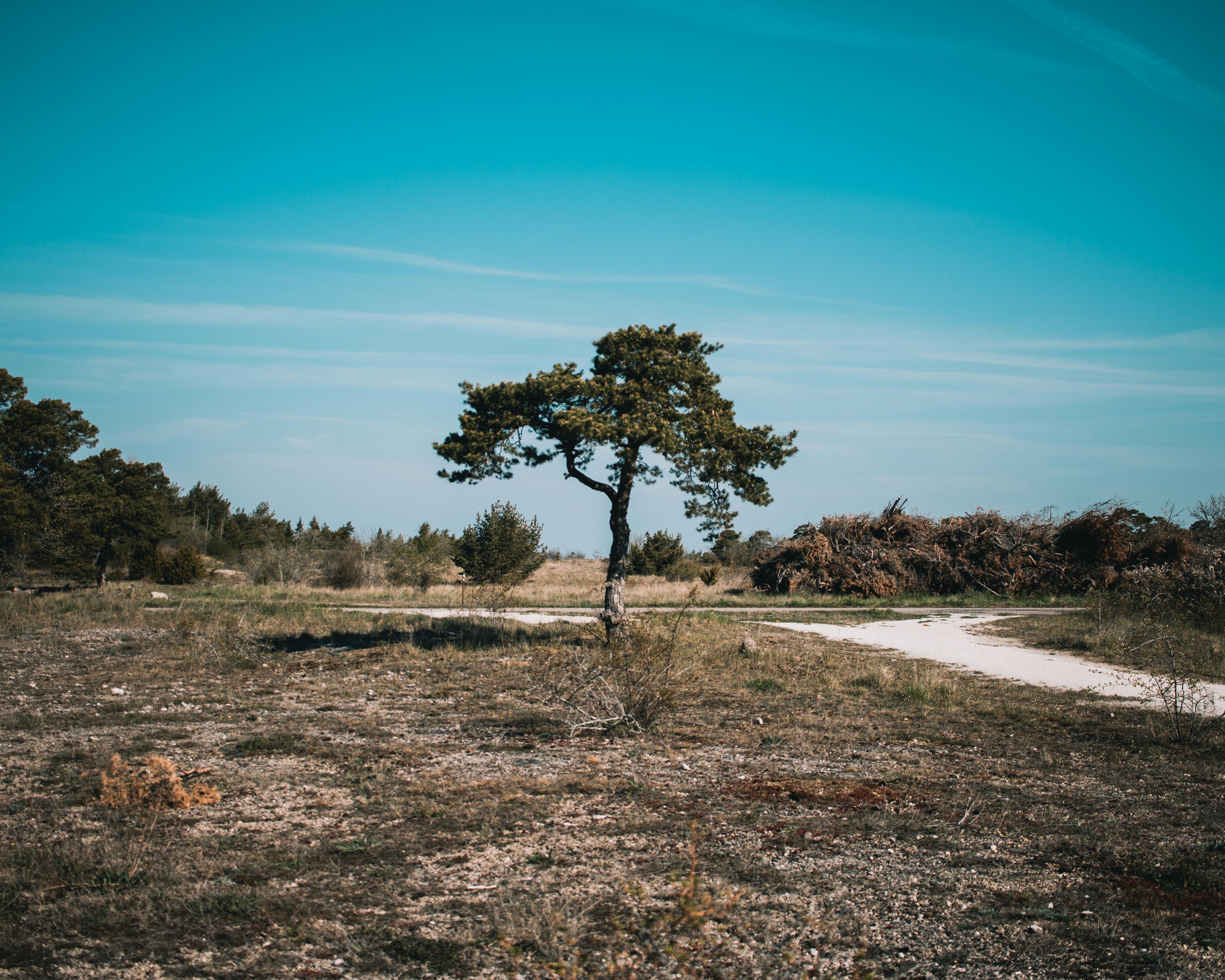 Landscape Photography of a Tree · Free Stock Photo