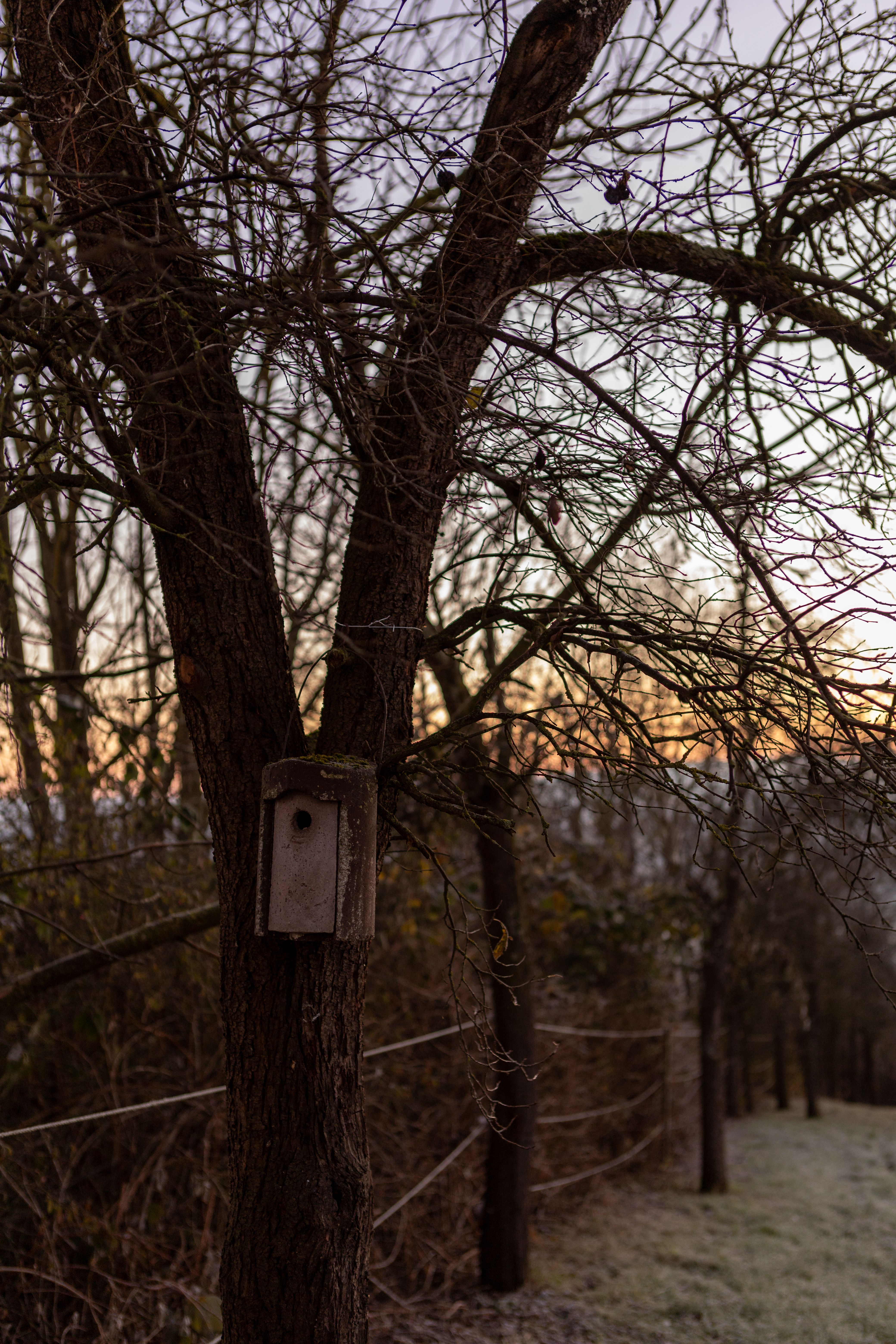 Rustic Birdhouse on Tree at Dawn · Free Stock Photo