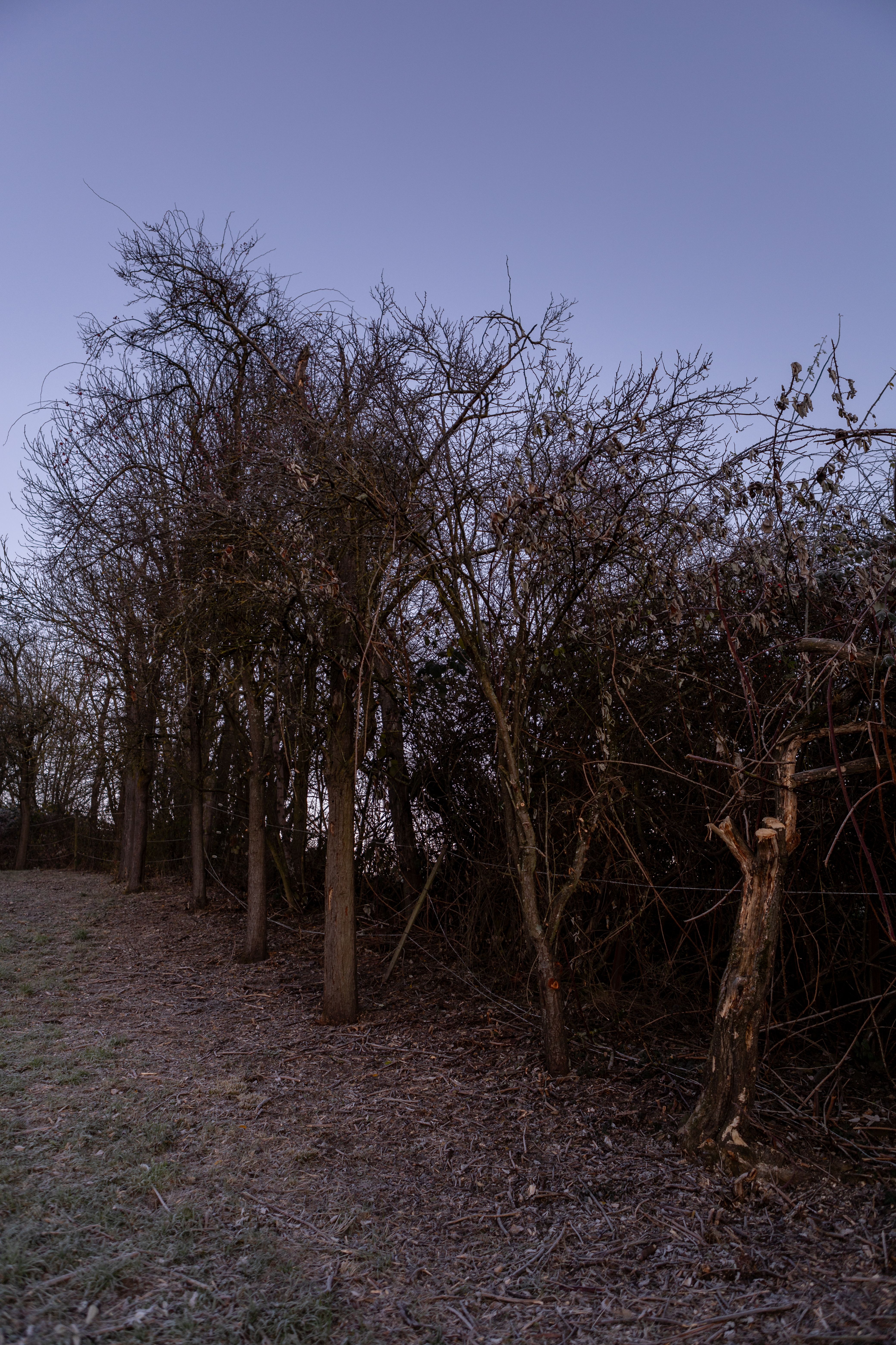 Winter Twilight Bare Trees in Quiet Forest · Free Stock Photo