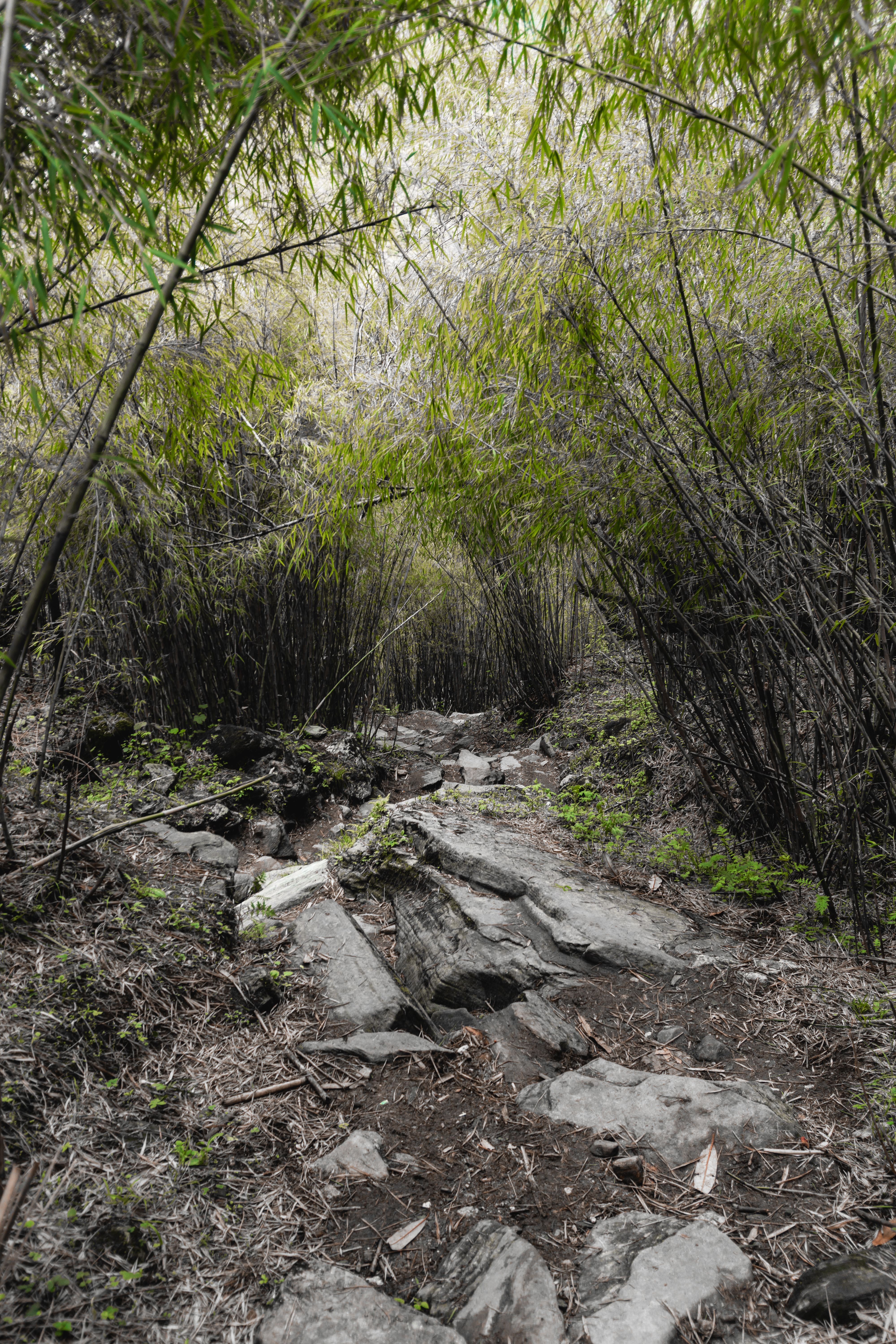 Serene Pathway Through Bamboo Forest in Nepal · Free Stock Photo