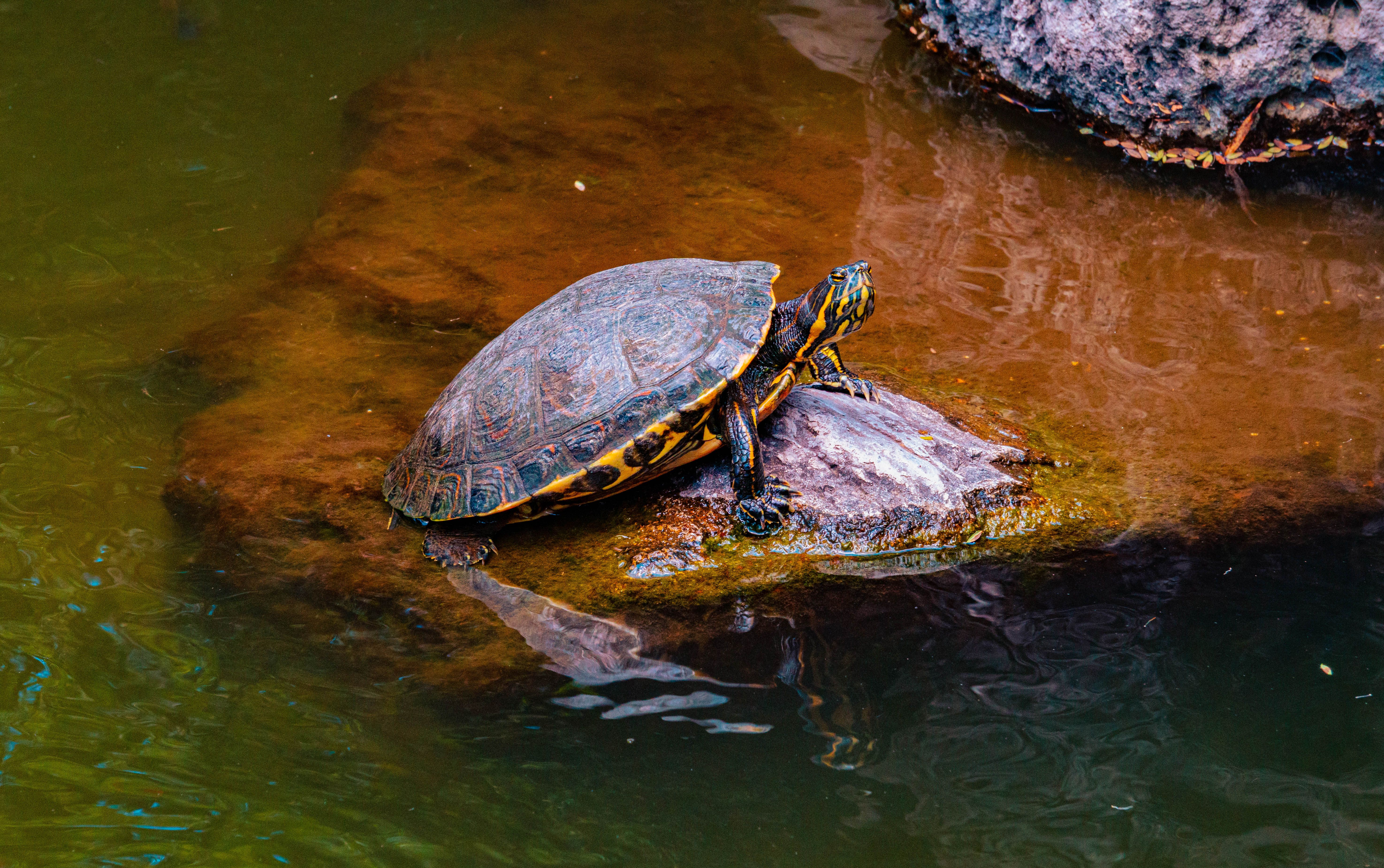 Turtle basking on a rock in serene pond · Free Stock Photo