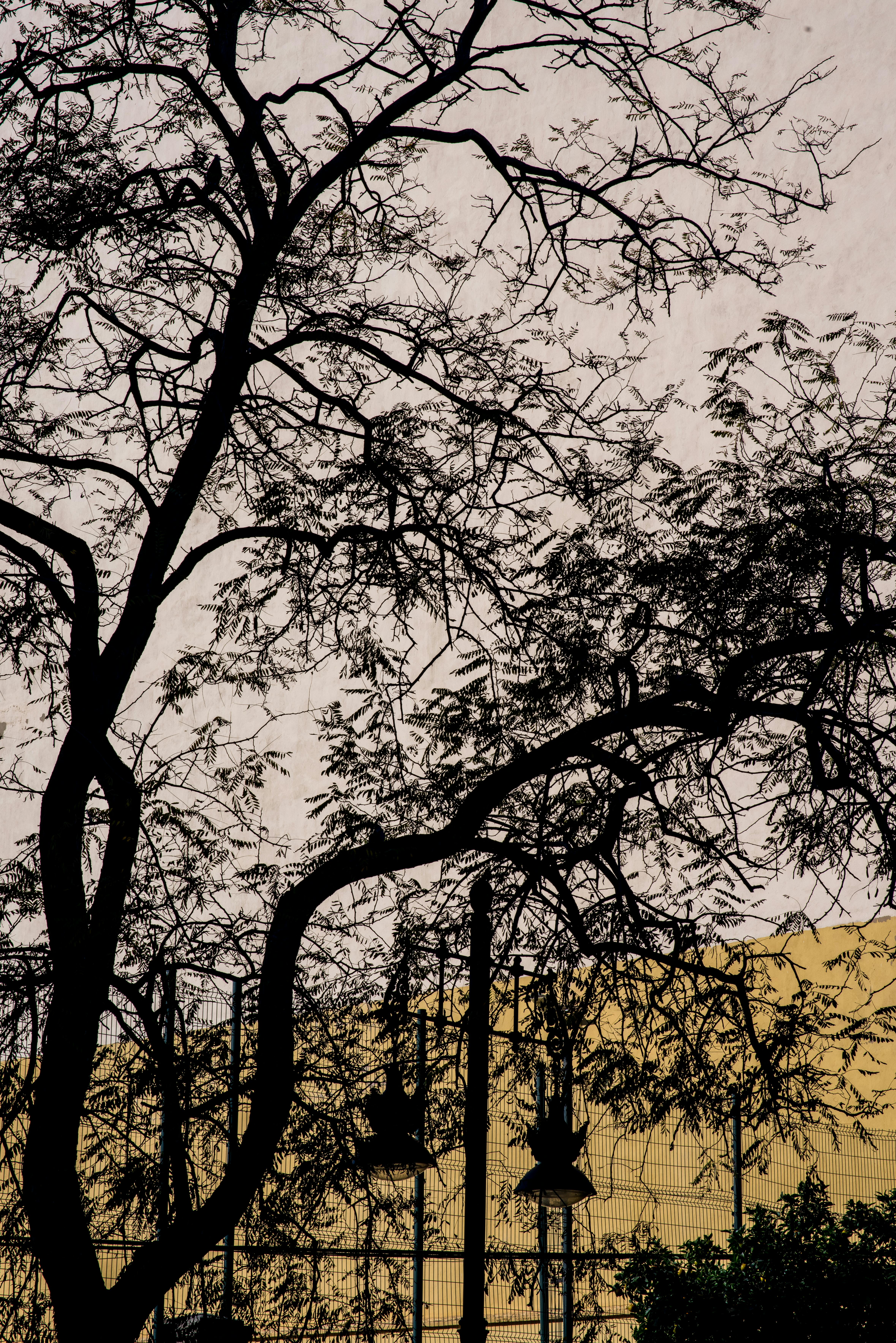 Dramatic Tree Silhouette Against Cityscape · Free Stock Photo