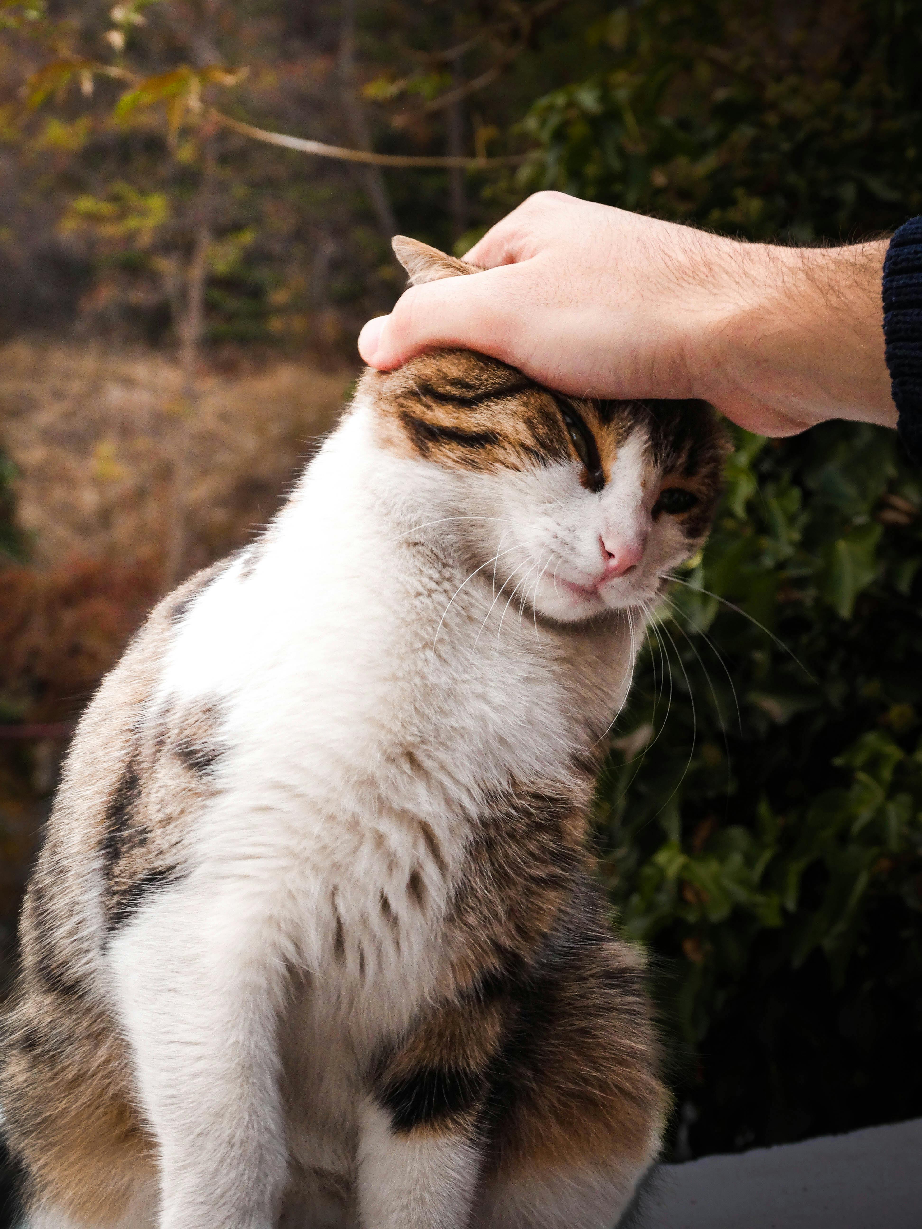 Petting Taro Photos, Download The BEST Free Petting Taro Stock Photos ...