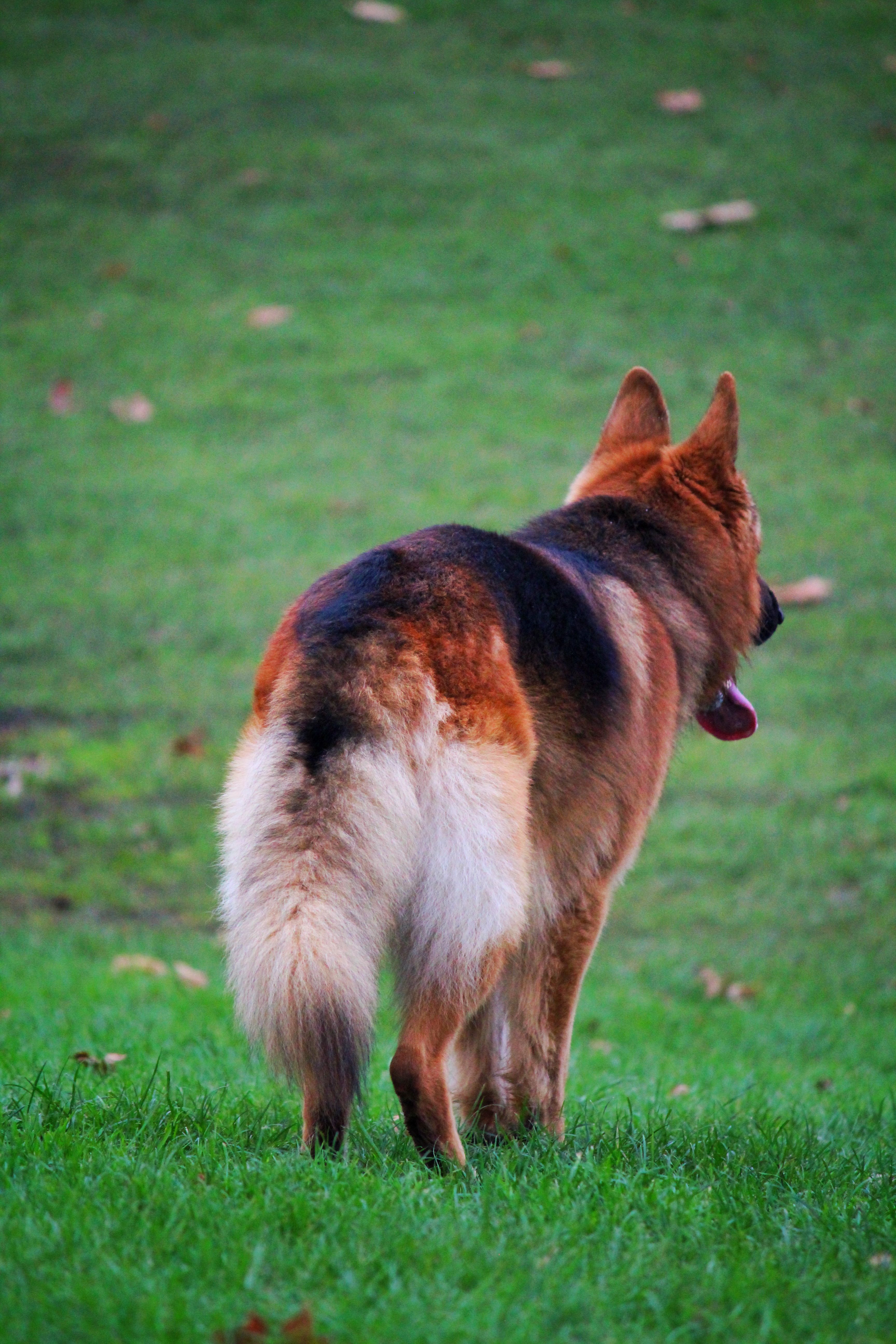 Dog Pets Photos, Download The BEST Free Dog Pets Stock Photos & HD Images