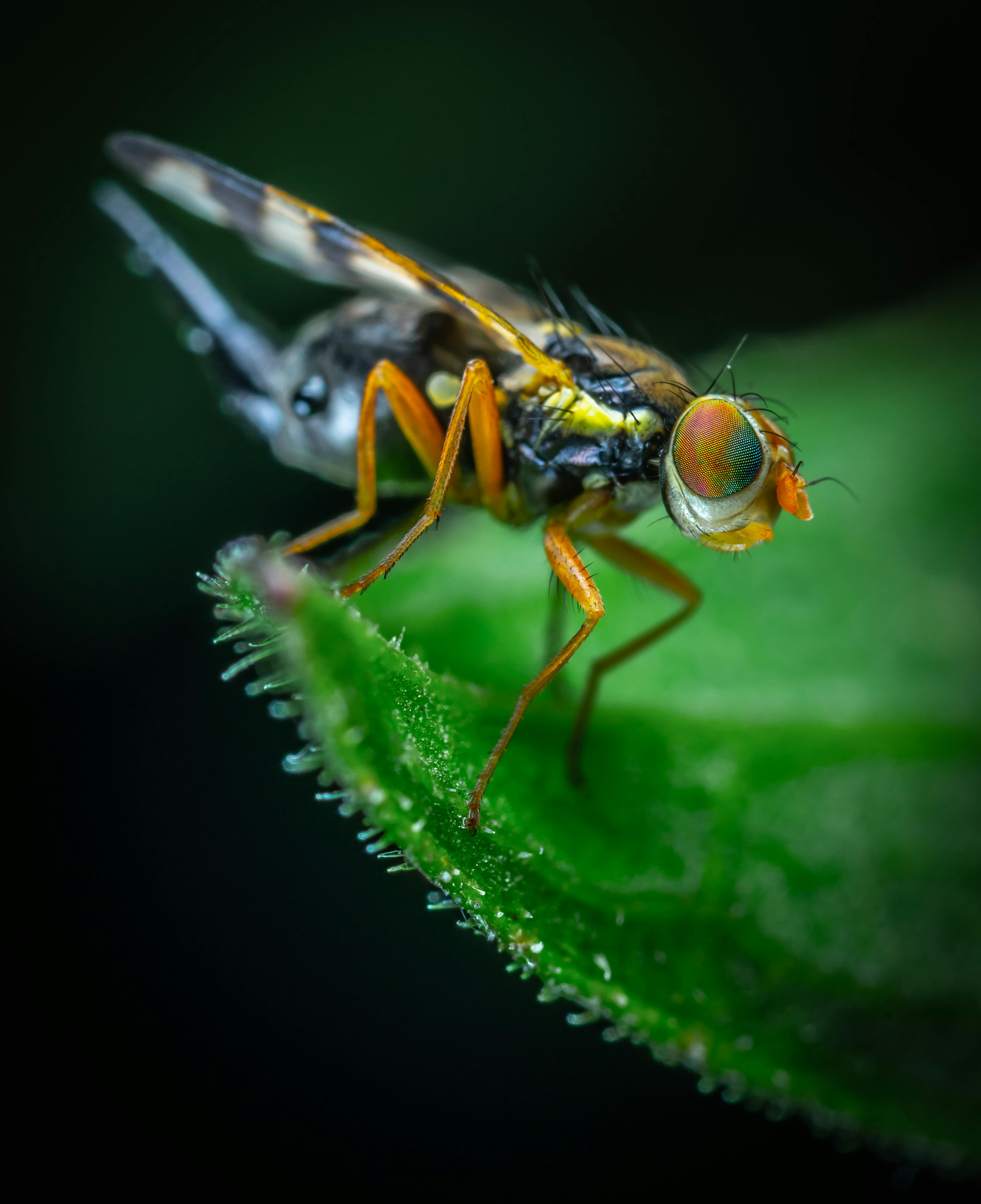 Close-up Shot Of Insect · Free Stock Photo