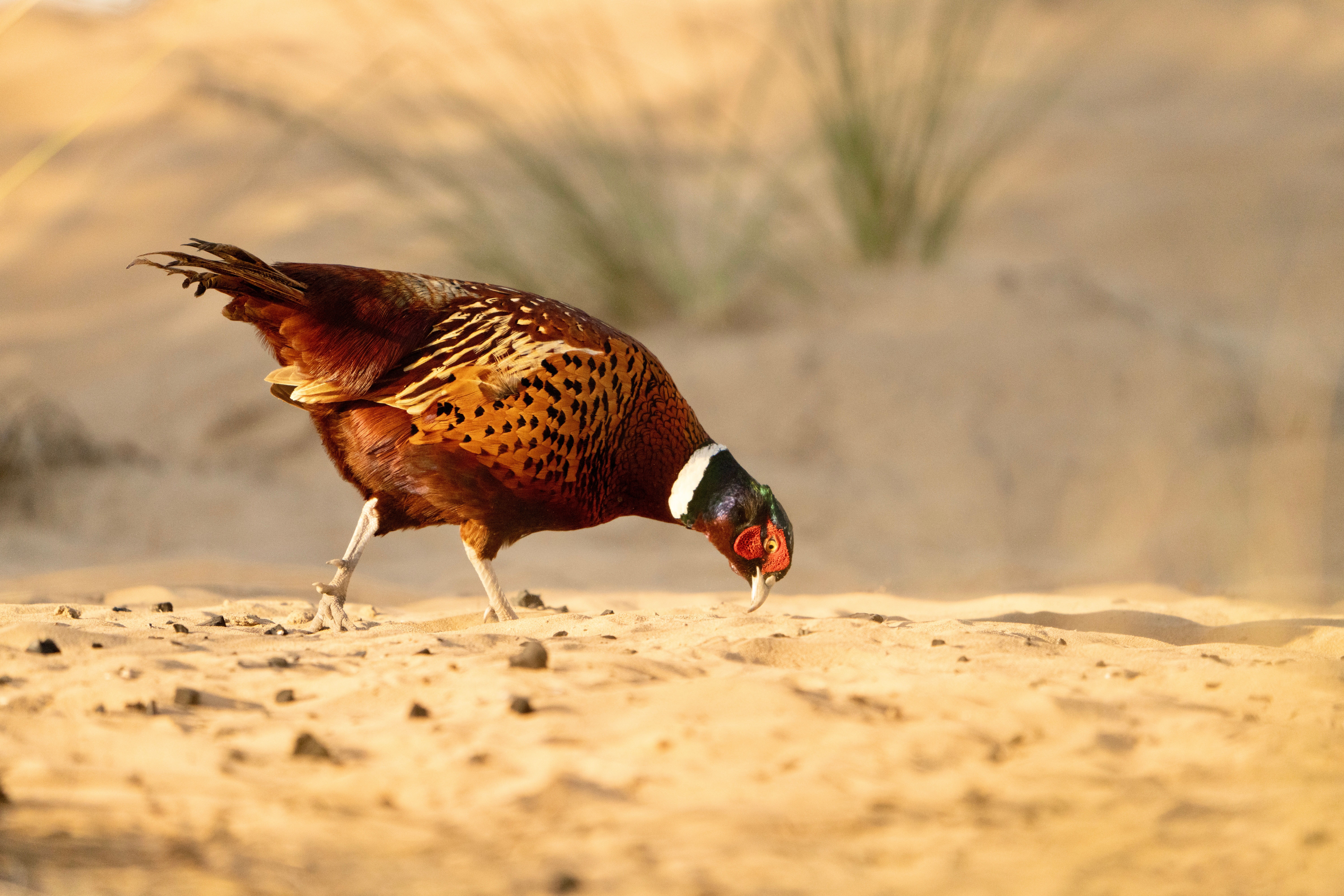 Ring-necked pheasant on sandy terrain in golden light · Free Stock Photo