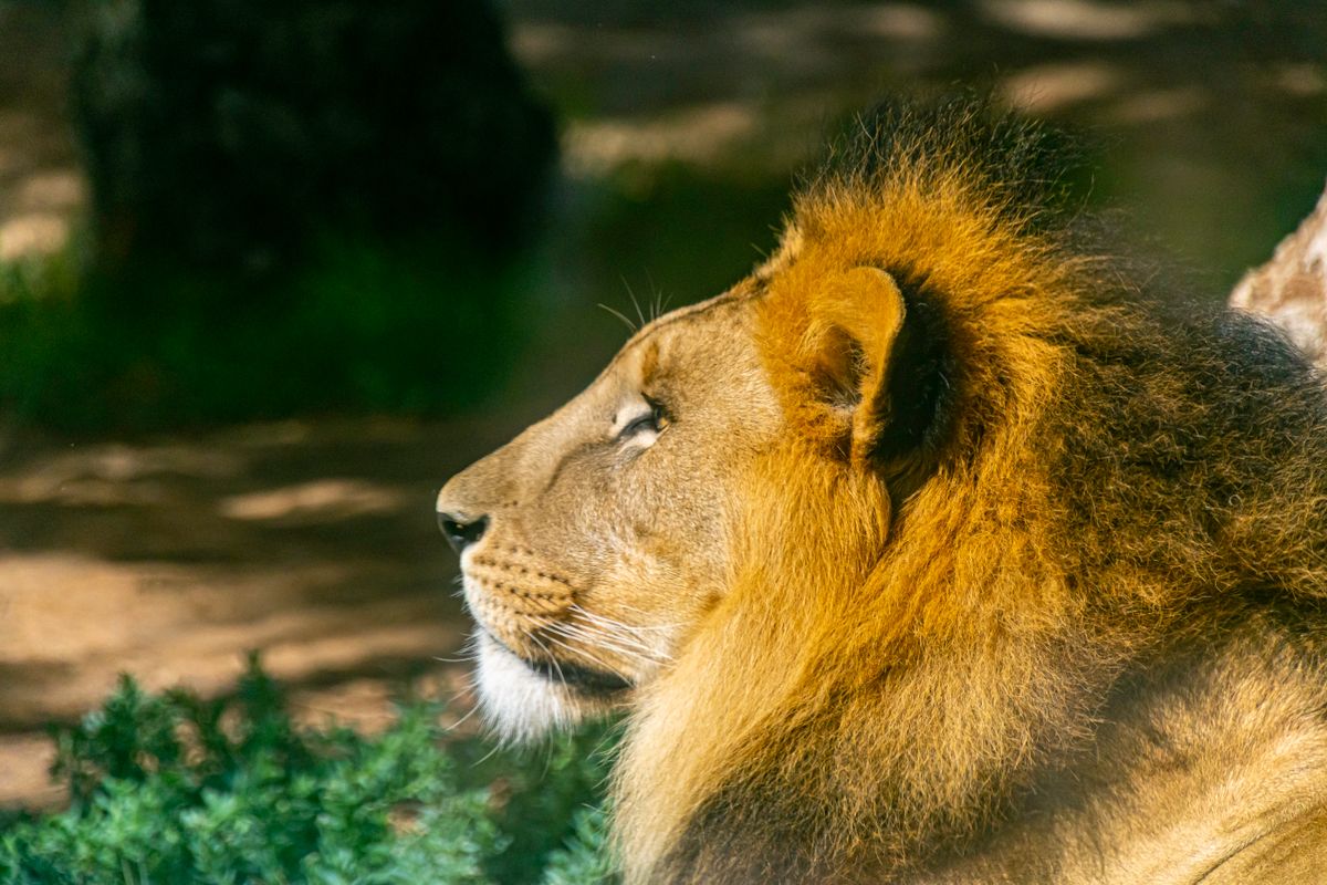 Lion Side Profile Photos, Download The BEST Free Lion Side Profile ...