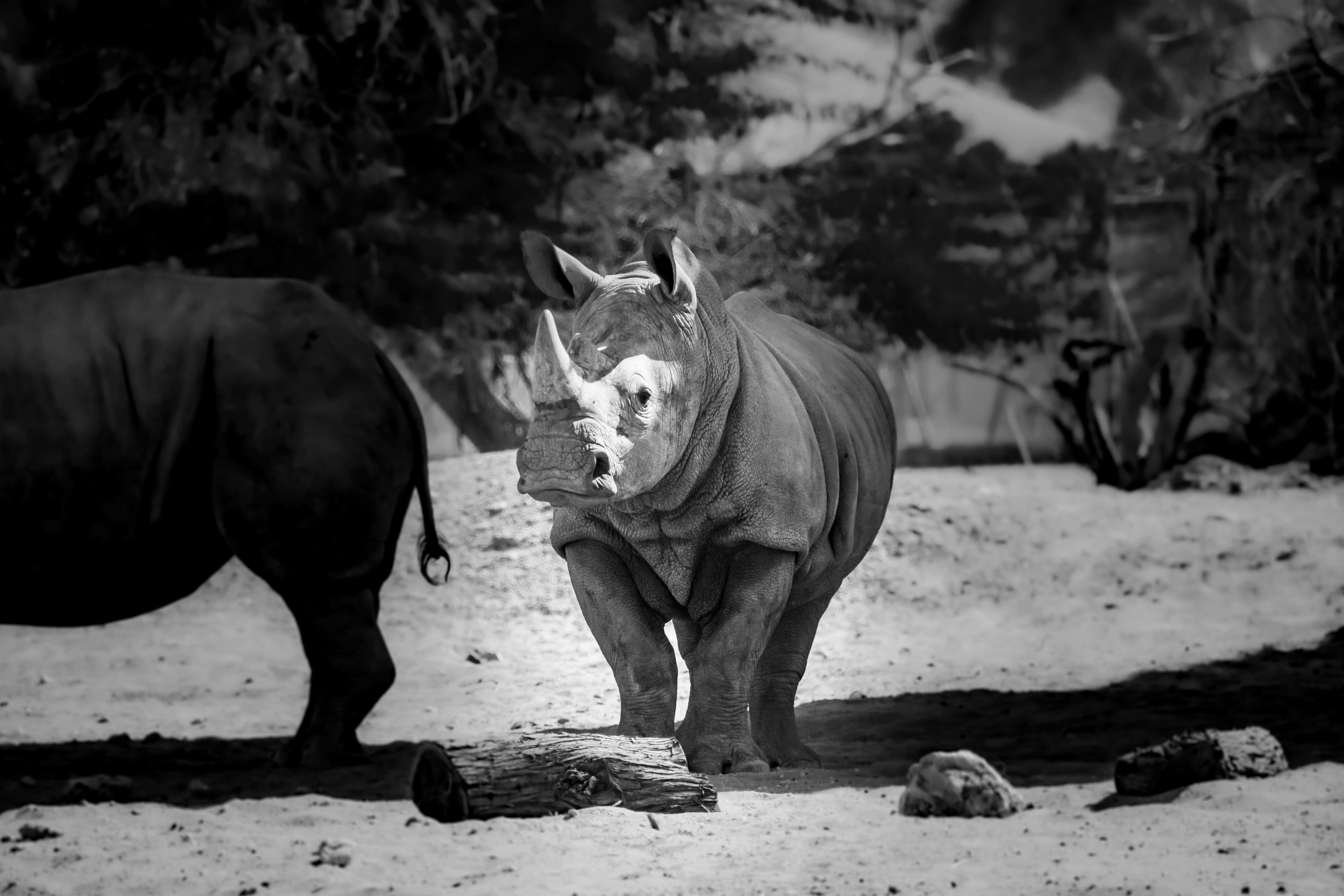 Zoo Animals Photos, Download The BEST Free Zoo Animals Stock Photos ...