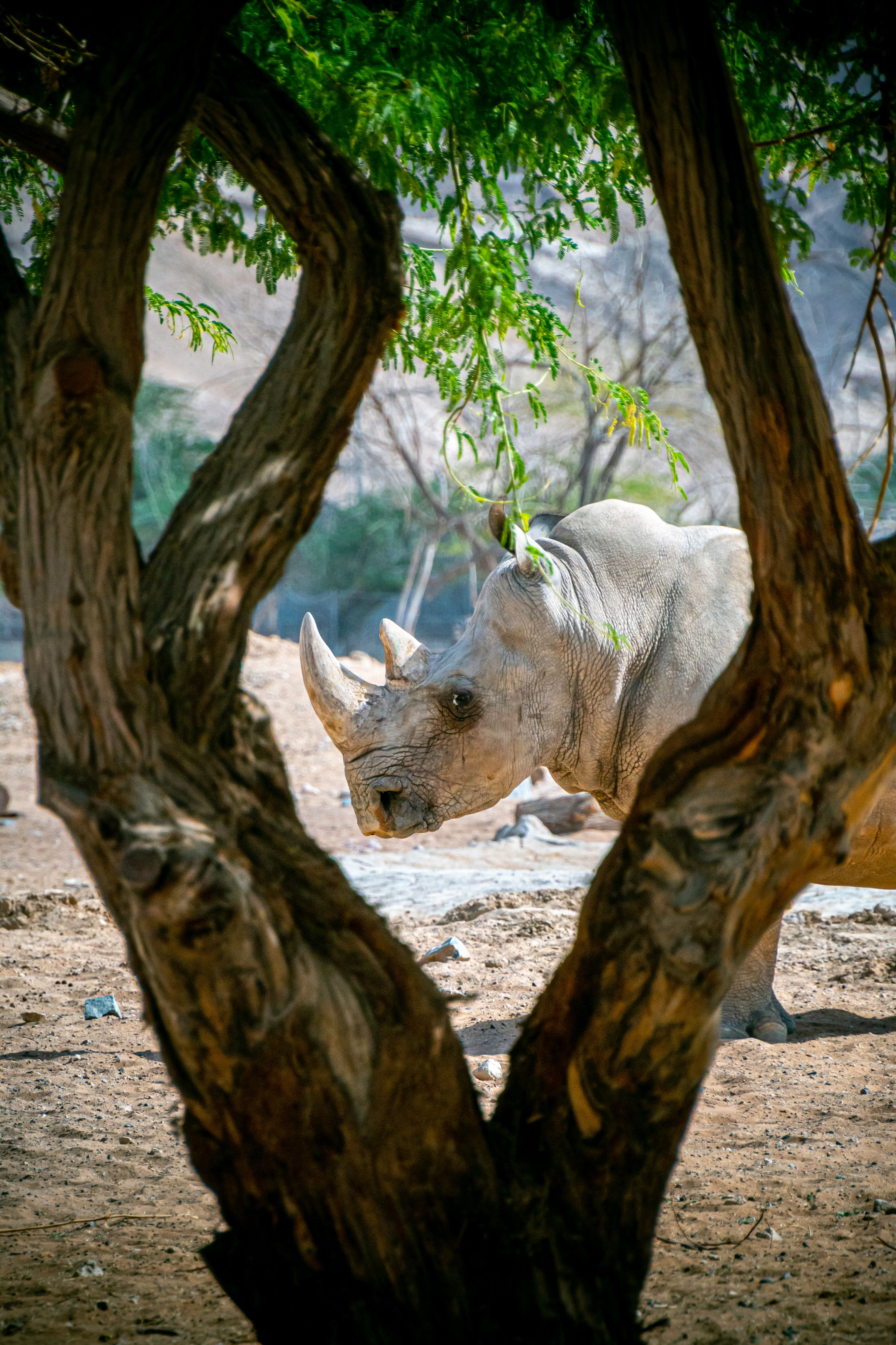 Rhino in Natural Habitat Framed by Trees · Free Stock Photo
