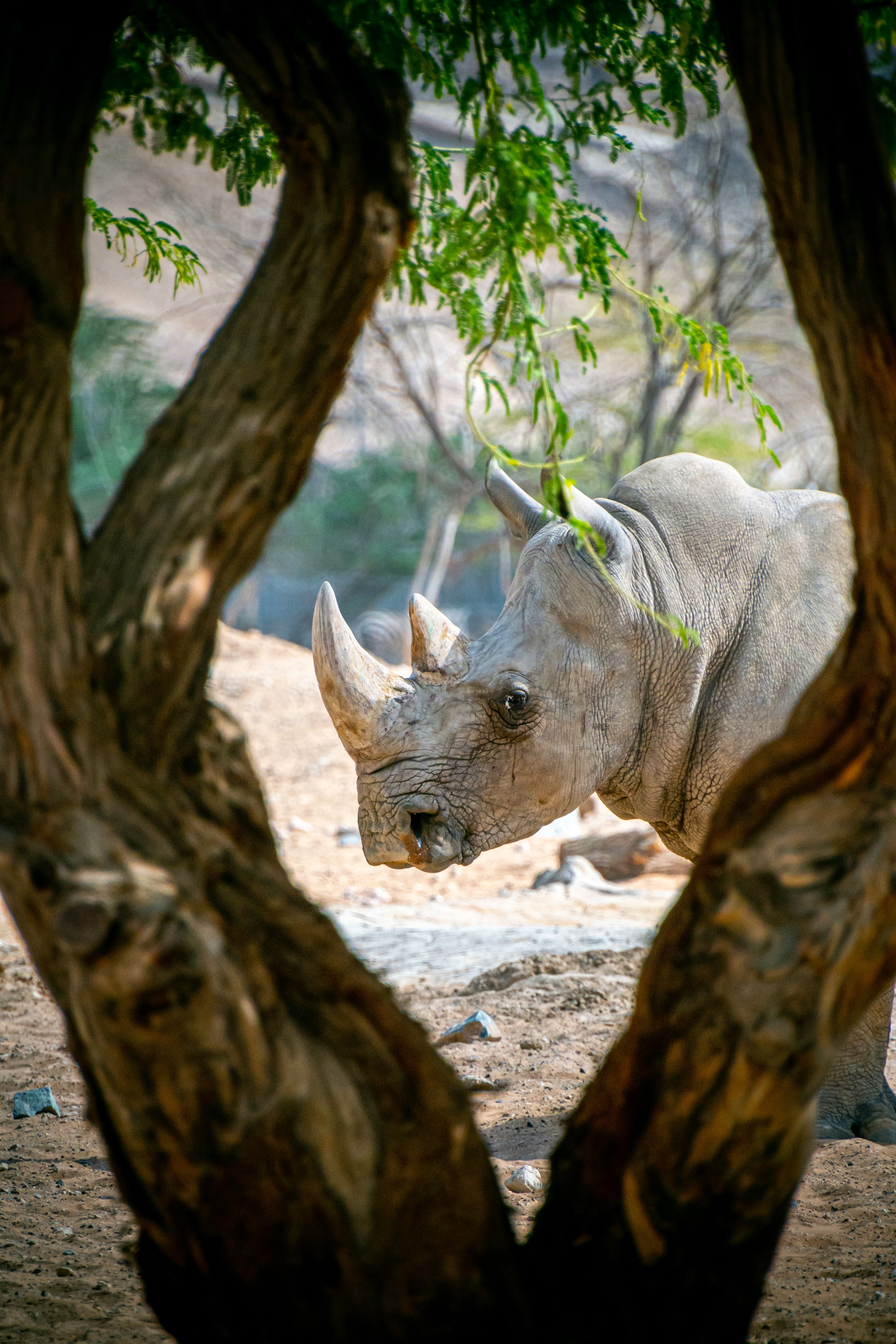 Majestic Rhinoceros Framed by Trees in Nature · Free Stock Photo