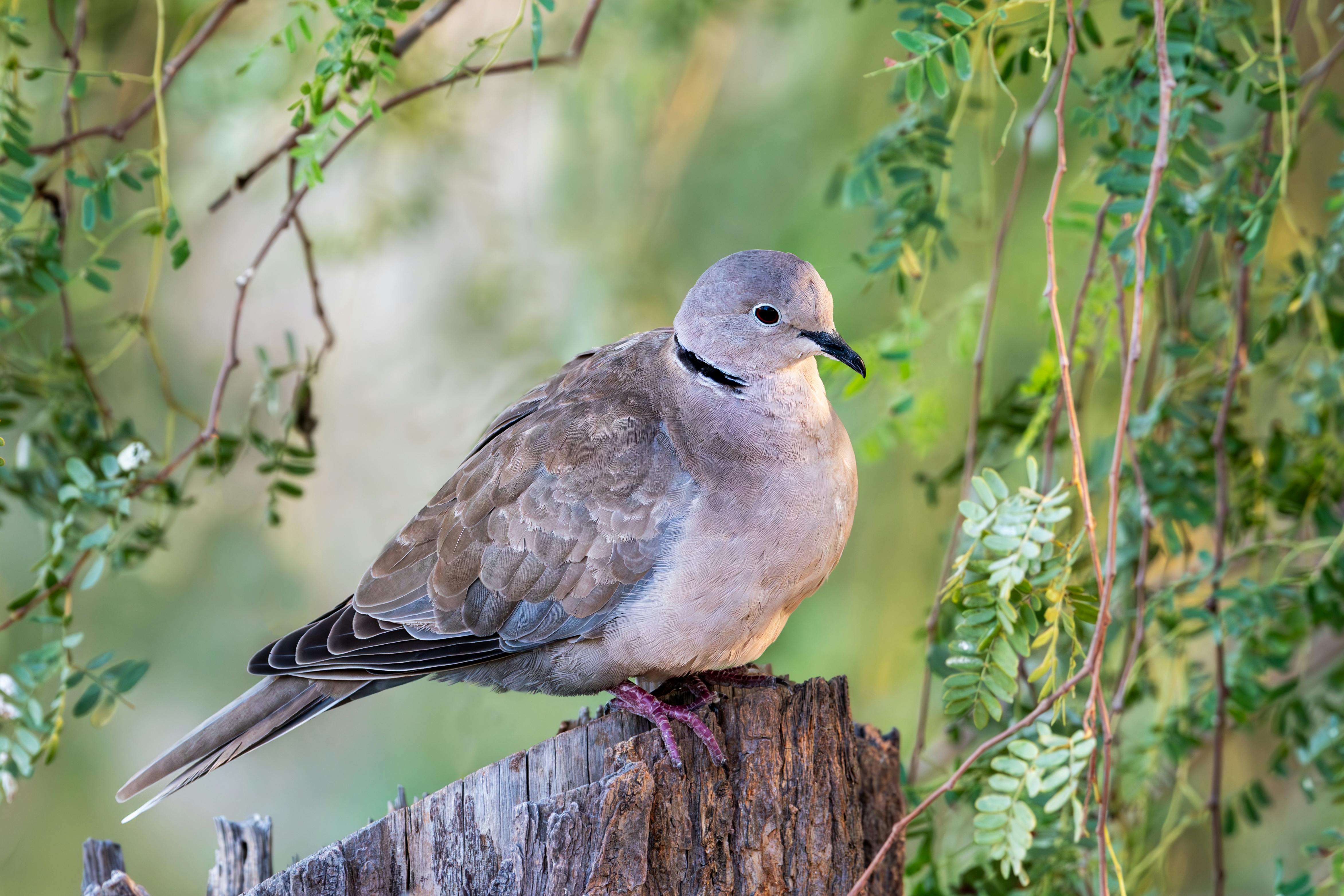 Eurasian Collared Dove on Tree Stump Outdoors · Free Stock Photo