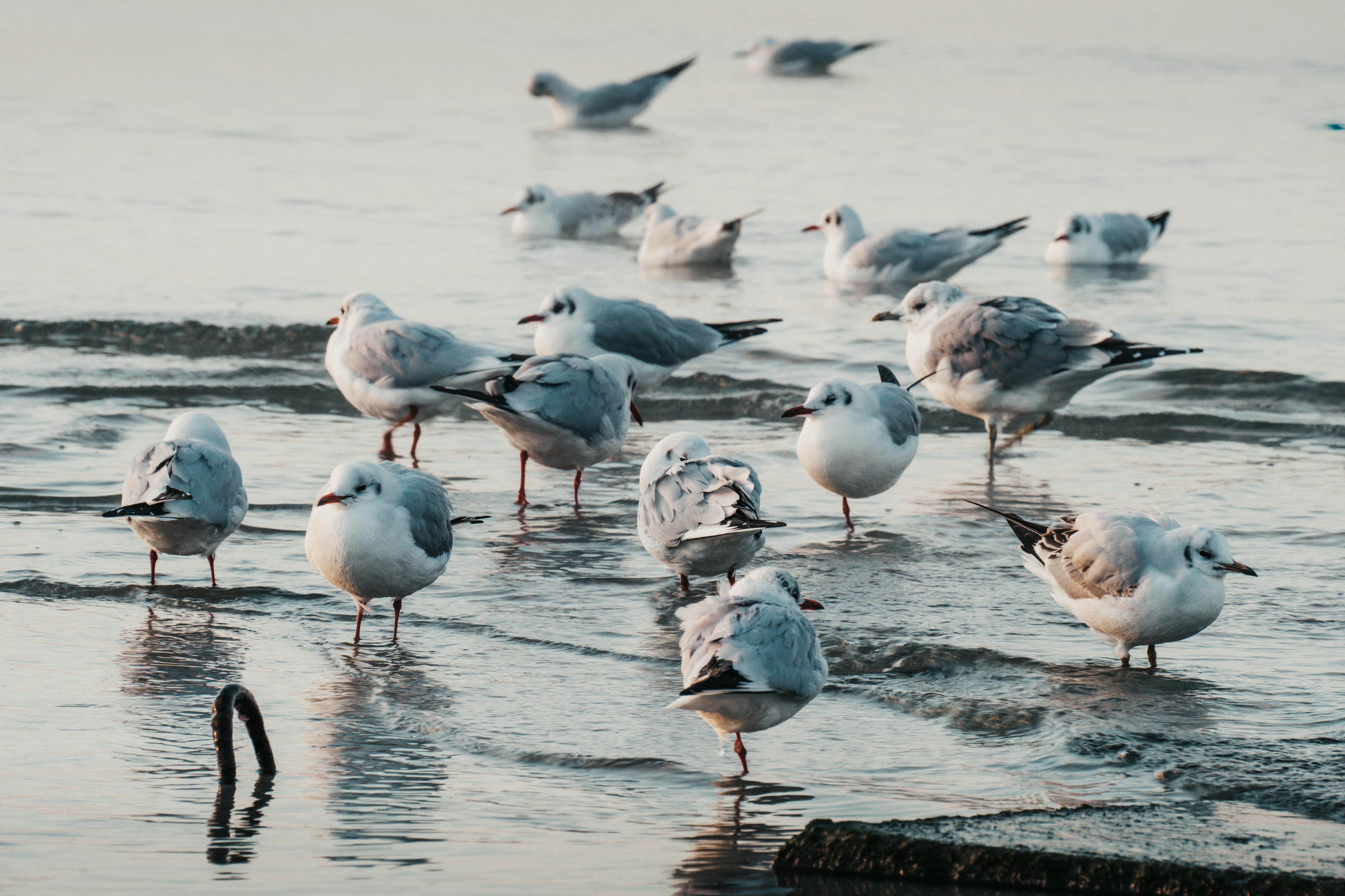 4k Ocean Animals Photos, Download The BEST Free 4k Ocean Animals Stock ...