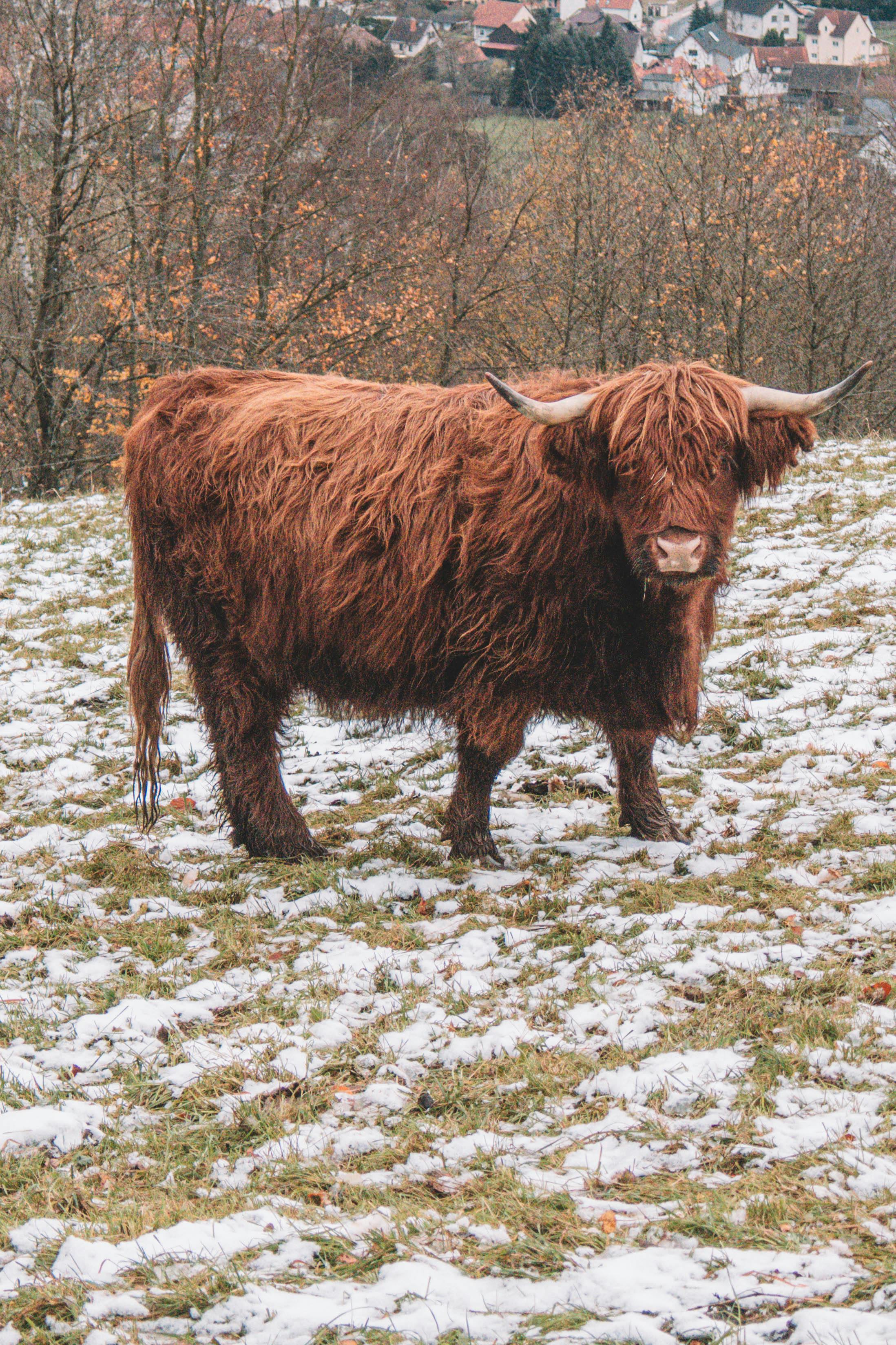 Cow Images Photos, Download The BEST Free Cow Images Stock Photos & HD ...