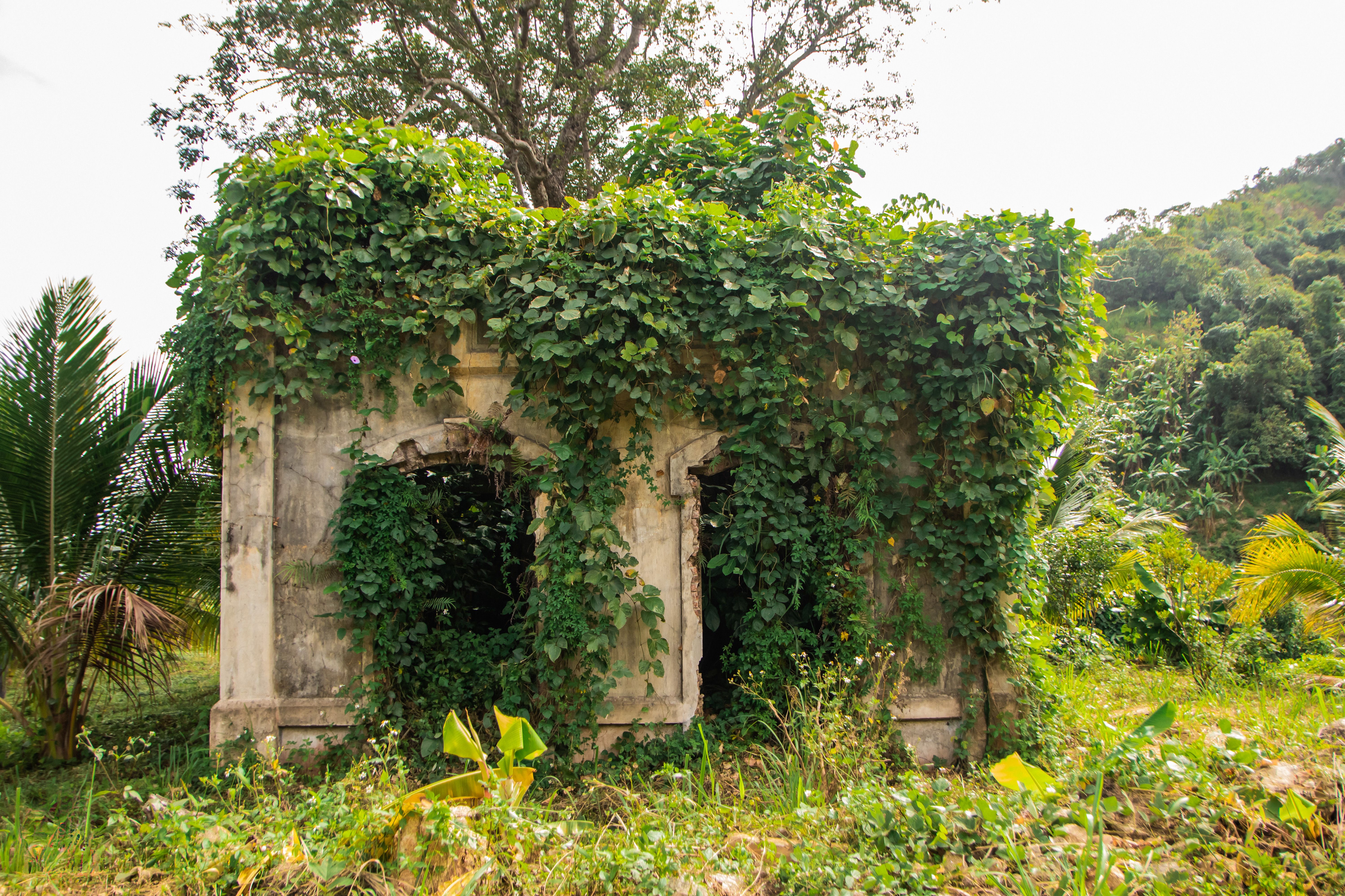 Overgrown Abandoned Building in Lâm Đồng · Free Stock Photo