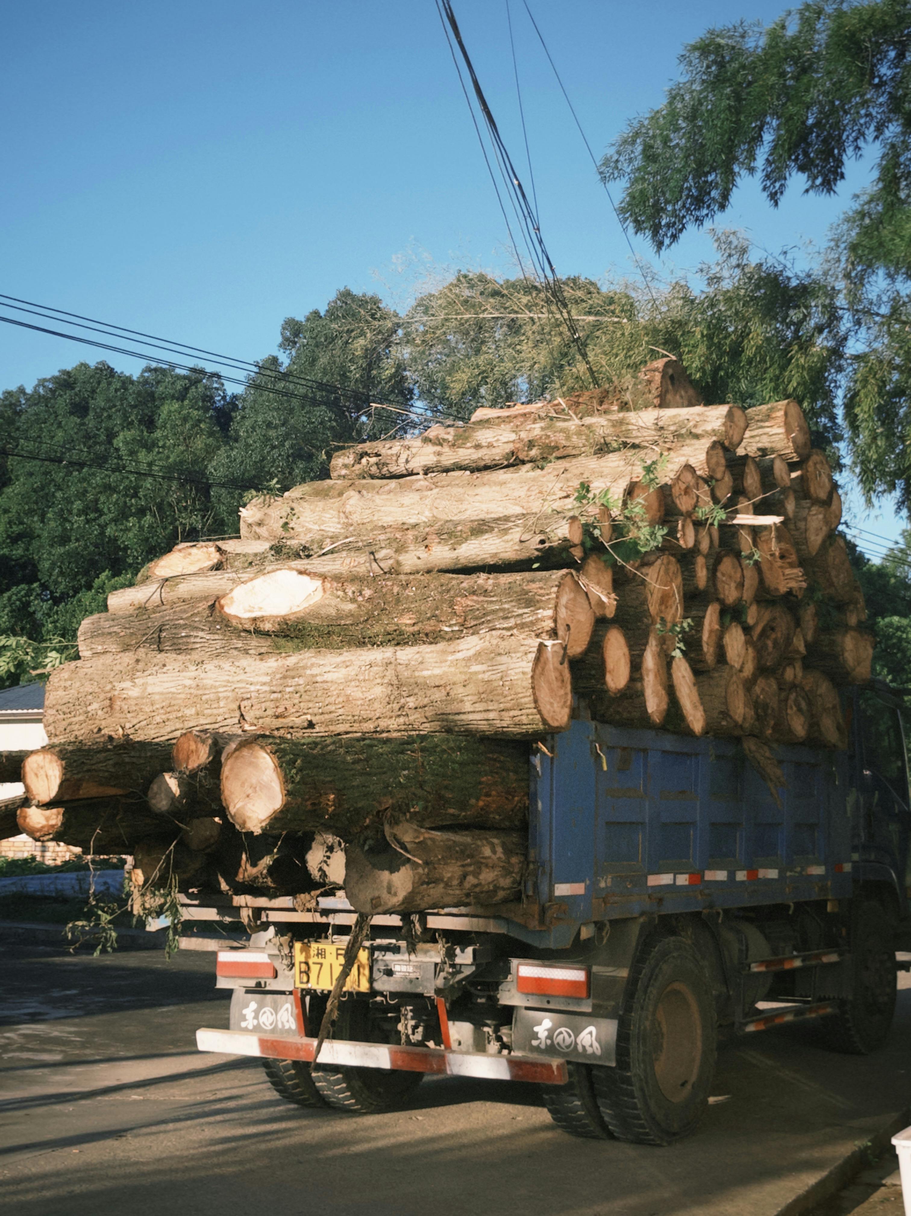 Heavy Load of Timber Logs on Truck Outdoors · Free Stock Photo