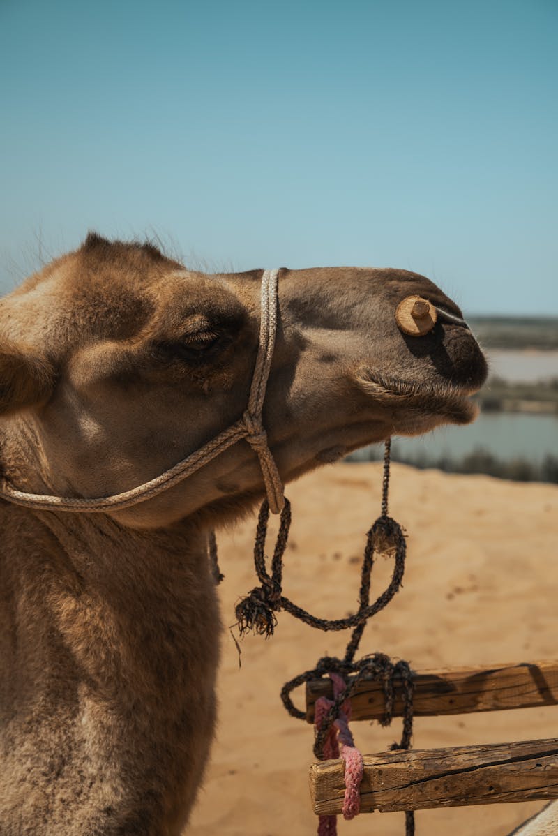 Camel Face Photos, Download The BEST Free Camel Face Stock Photos & HD ...