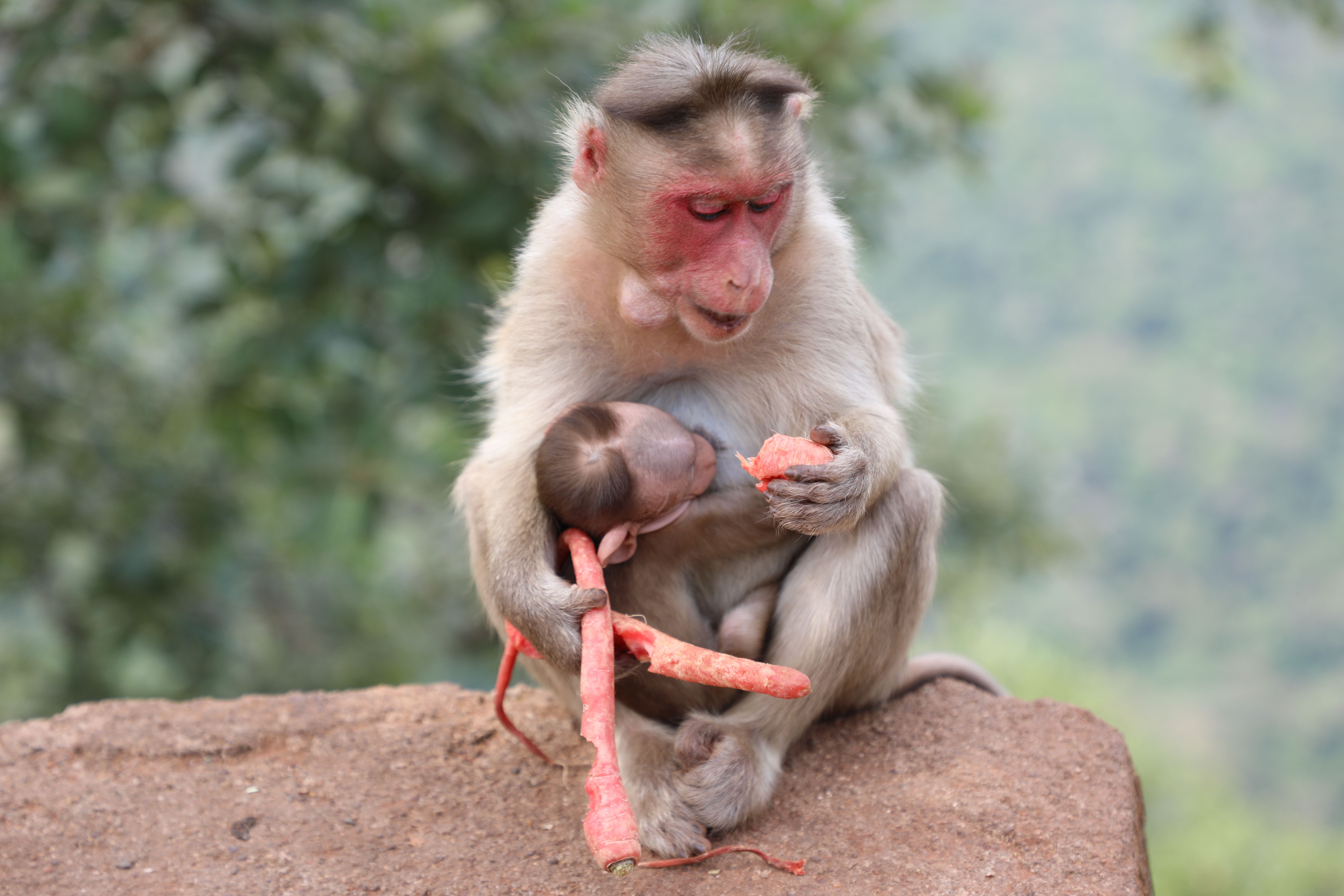 Bonnet Macaque with Infant in Amboli Forest · Free Stock Photo