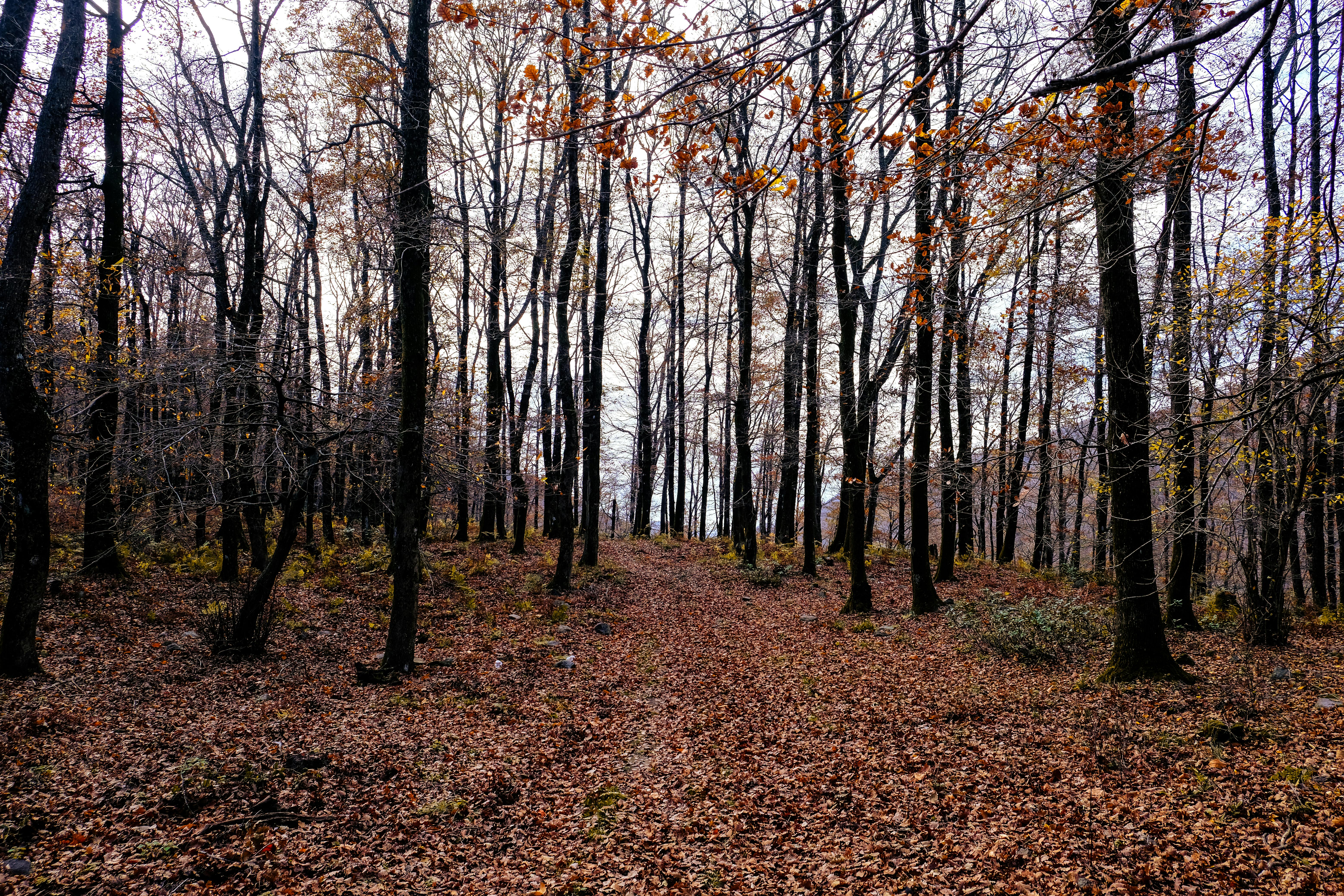 Peaceful Autumn Forest Pathway Scene · Free Stock Photo