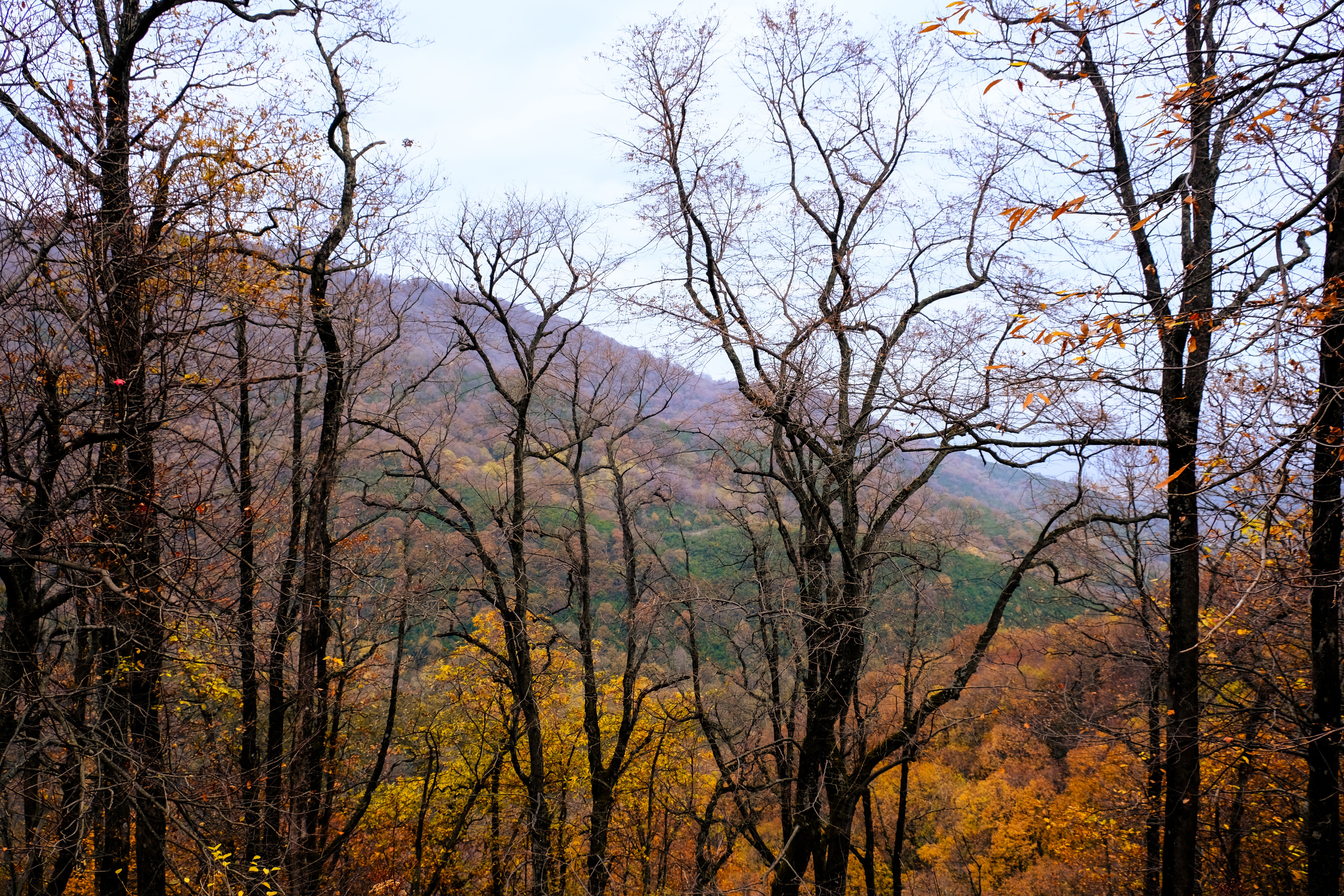 Bosque Otoñal Con árboles Sin Hojas Y Montaña · Foto de stock gratuita