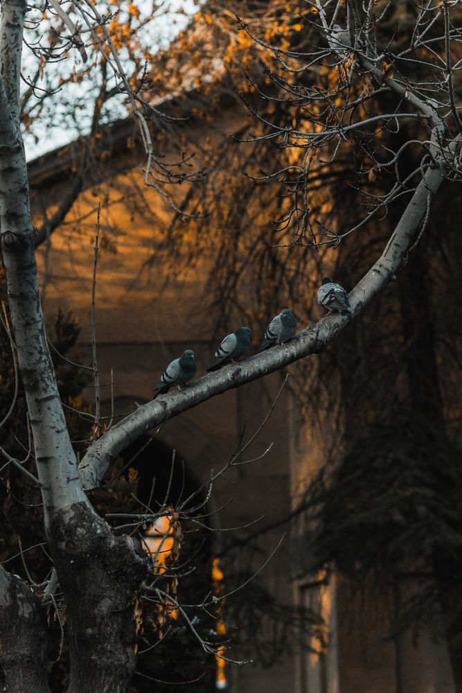 Pigeon On Branch Photos, Download The BEST Free Pigeon On Branch Stock ...