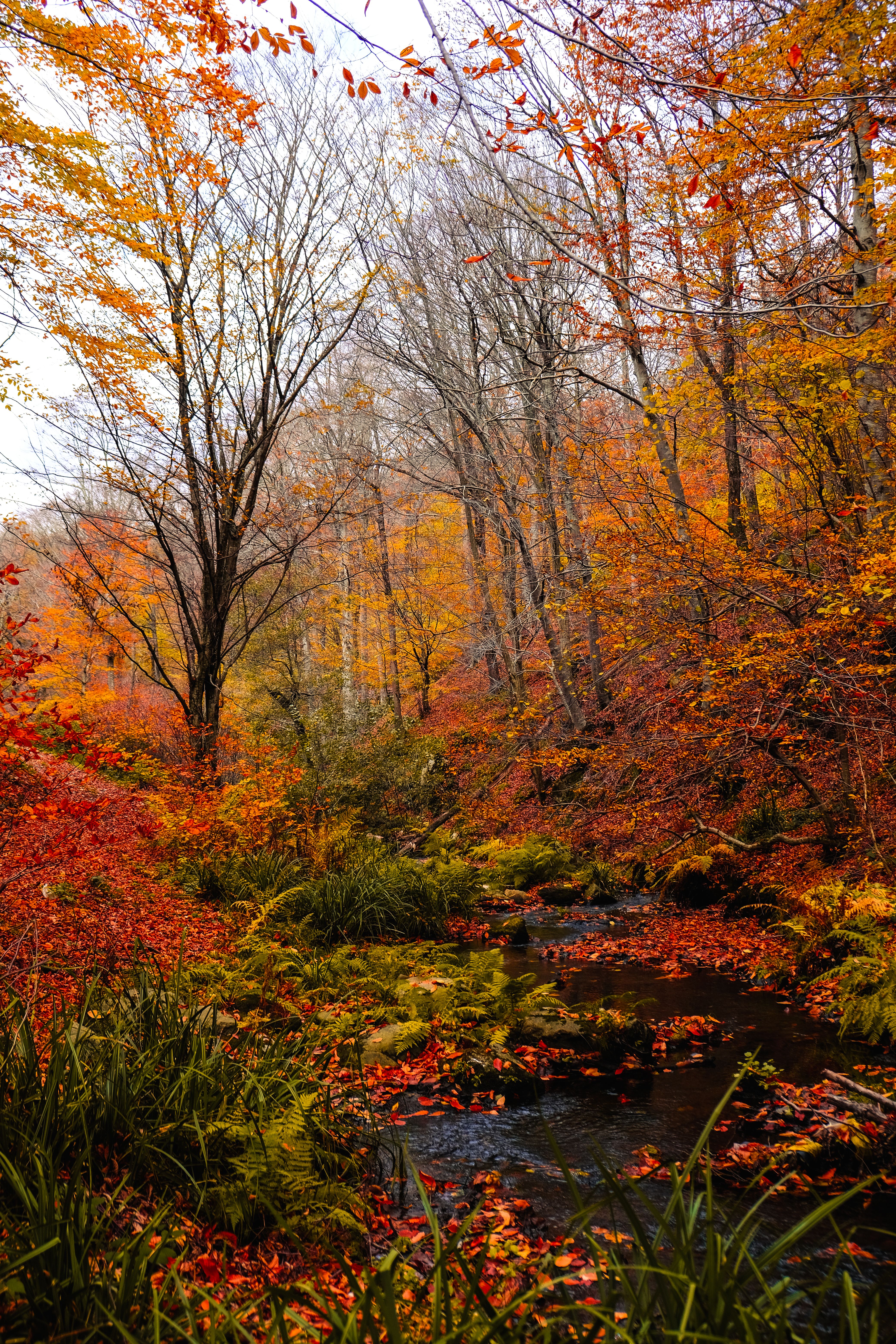 Serene Autumn Forest Stream with Vibrant Foliage · Free Stock Photo
