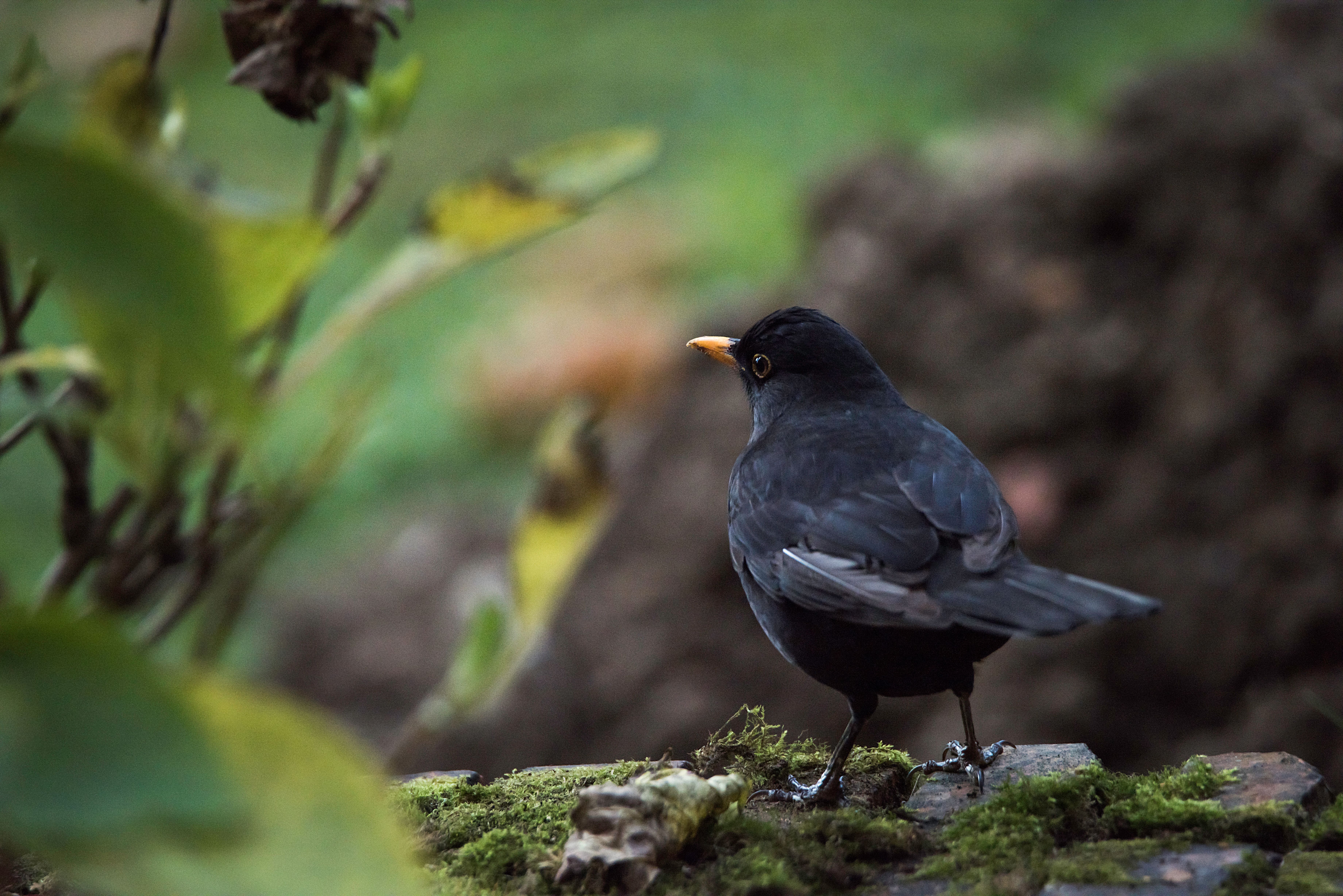 Photo of a Blackbird Perched on a Branch · Free Stock Photo