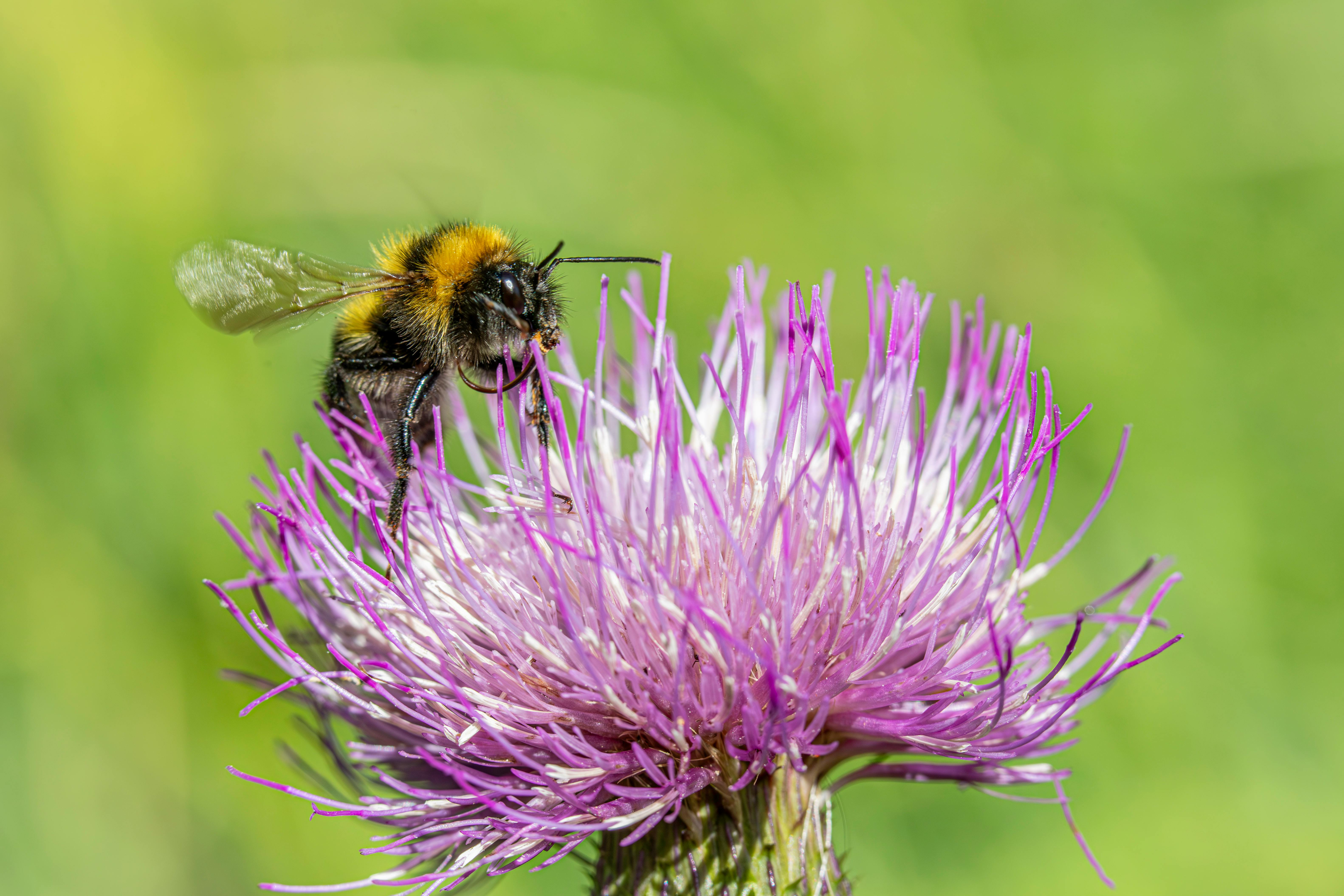 Compound Tree Photos, Download The BEST Free Compound Tree Stock Photos ...